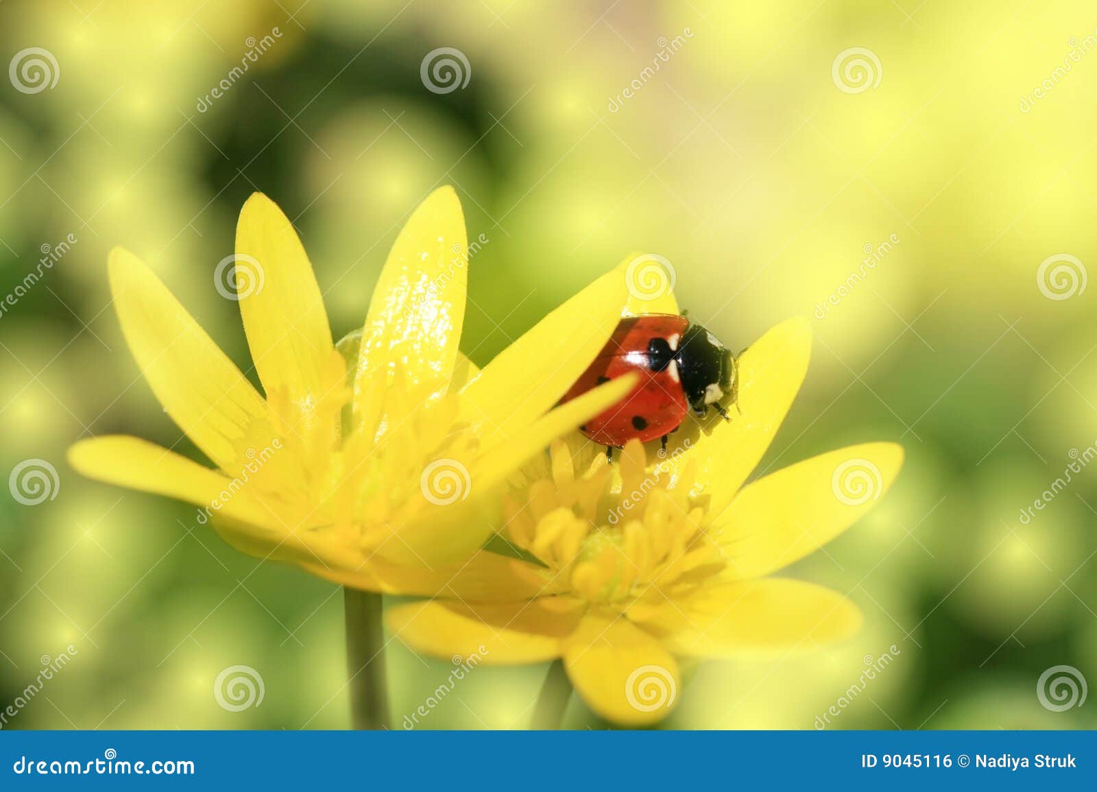 Ladybird stock photo. Image of ladybird, botany, beauty - 9045116