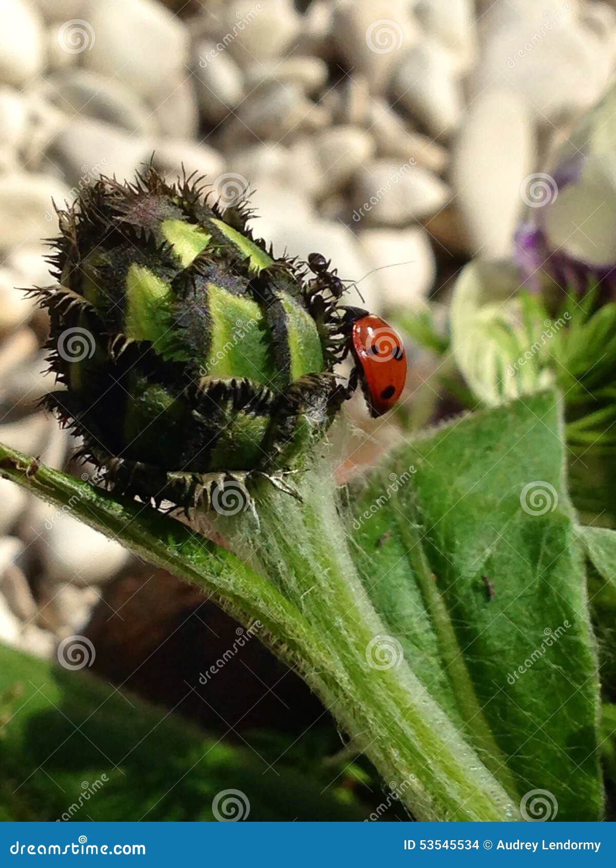 The Ladybird and the ant stock photo. Image of ladybird - 53545534