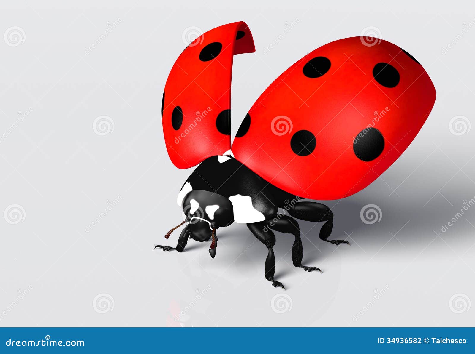 Ladybird Avec Un Elytra Ouvert Illustration Stock - Illustration du ...