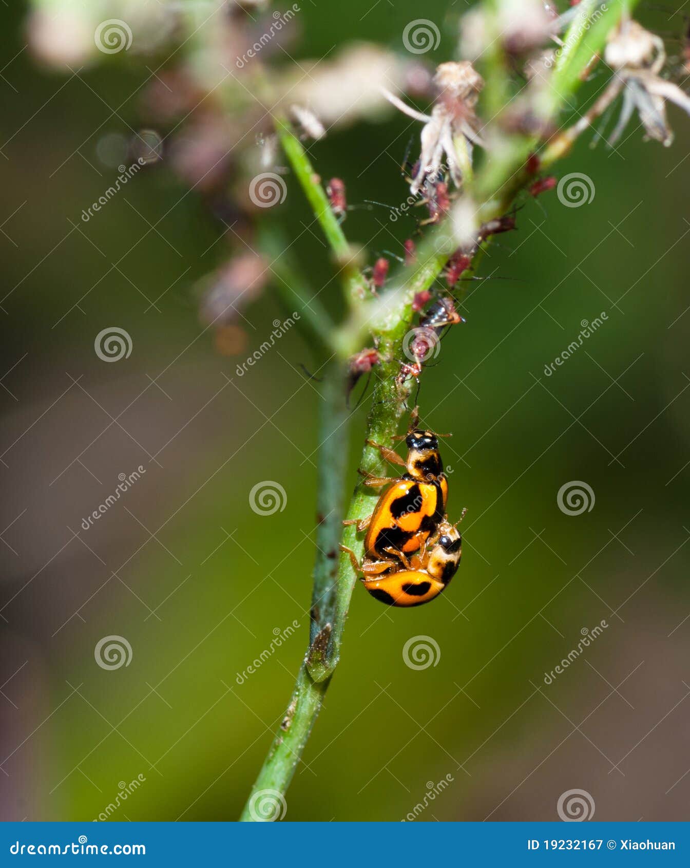 Ladybird beetle stock image. Image of closeup, creep - 19232167