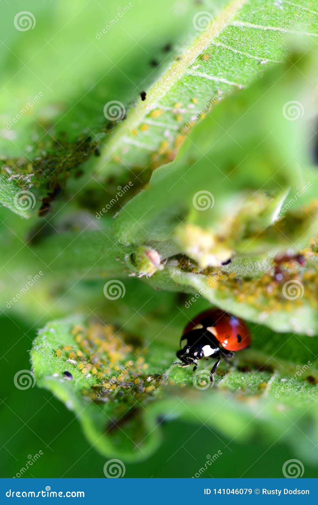 Ladybird Beetle stock image. Image of lady, coccinellidae - 141046079