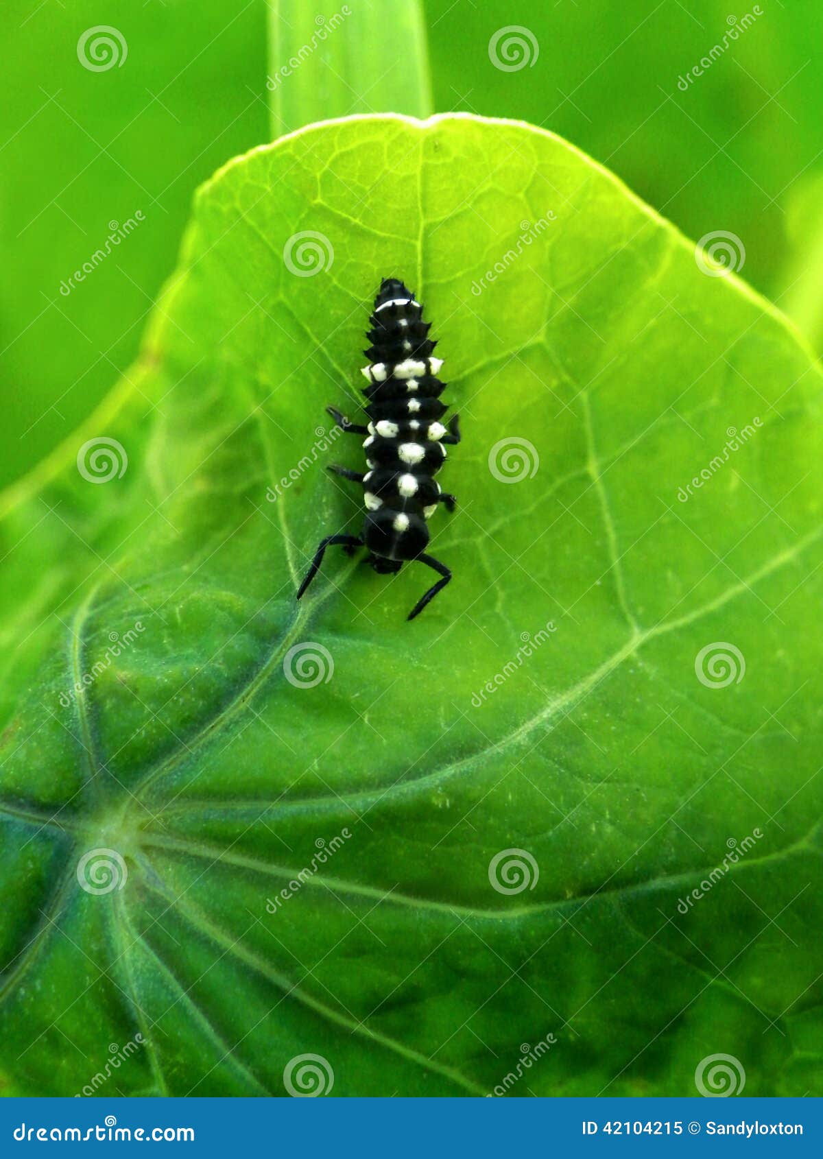 Ladybird beetle nymph stock image. Image of beetle, gardens - 42104215