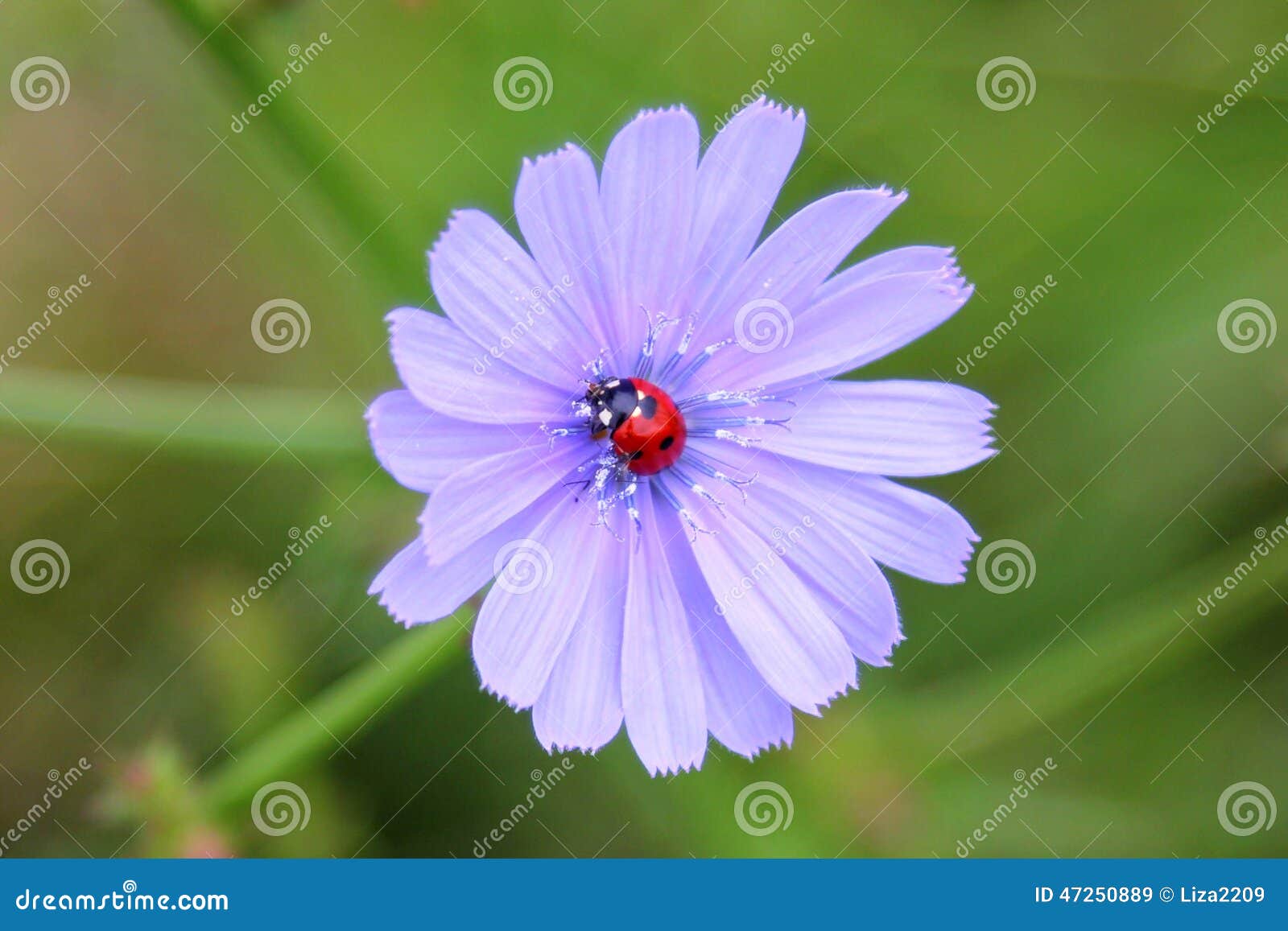 LADYBIRD on the BLUE FLOWER Stock Image - Image of flower, grass: 47250889