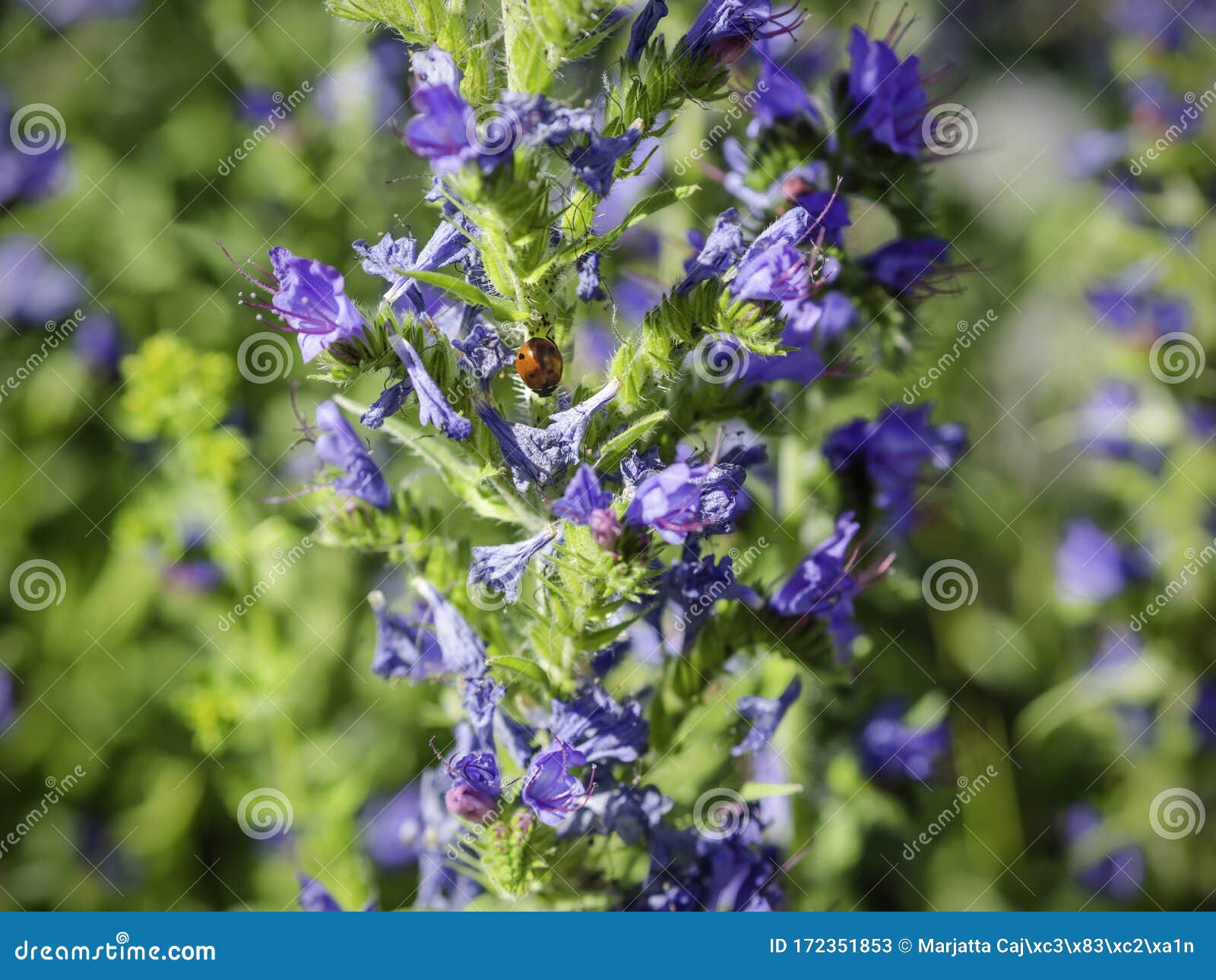 Ladybird and Blueweed stock image. Image of echium, honeybees - 172351853