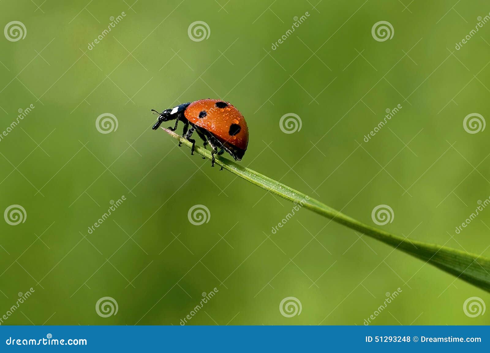 Ladybird stock photo. Image of insects, insect, walking - 51293248