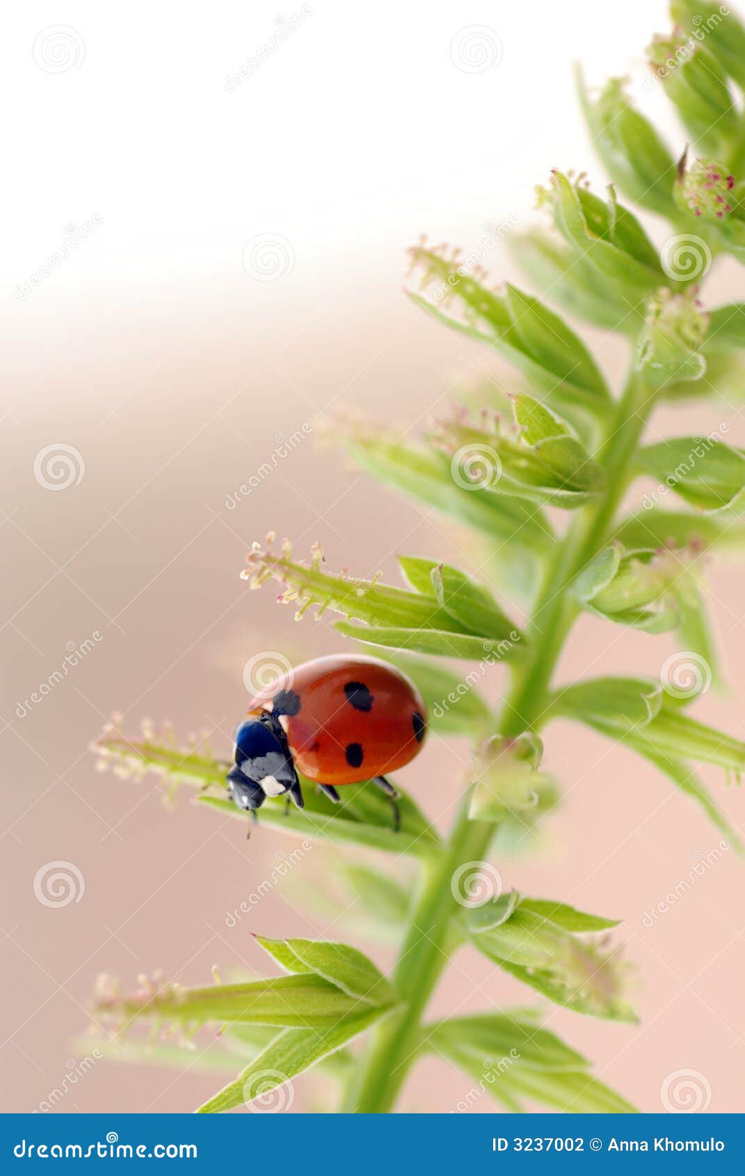 Ladybird close-up stock photo. Image of natural, grass - 3237002