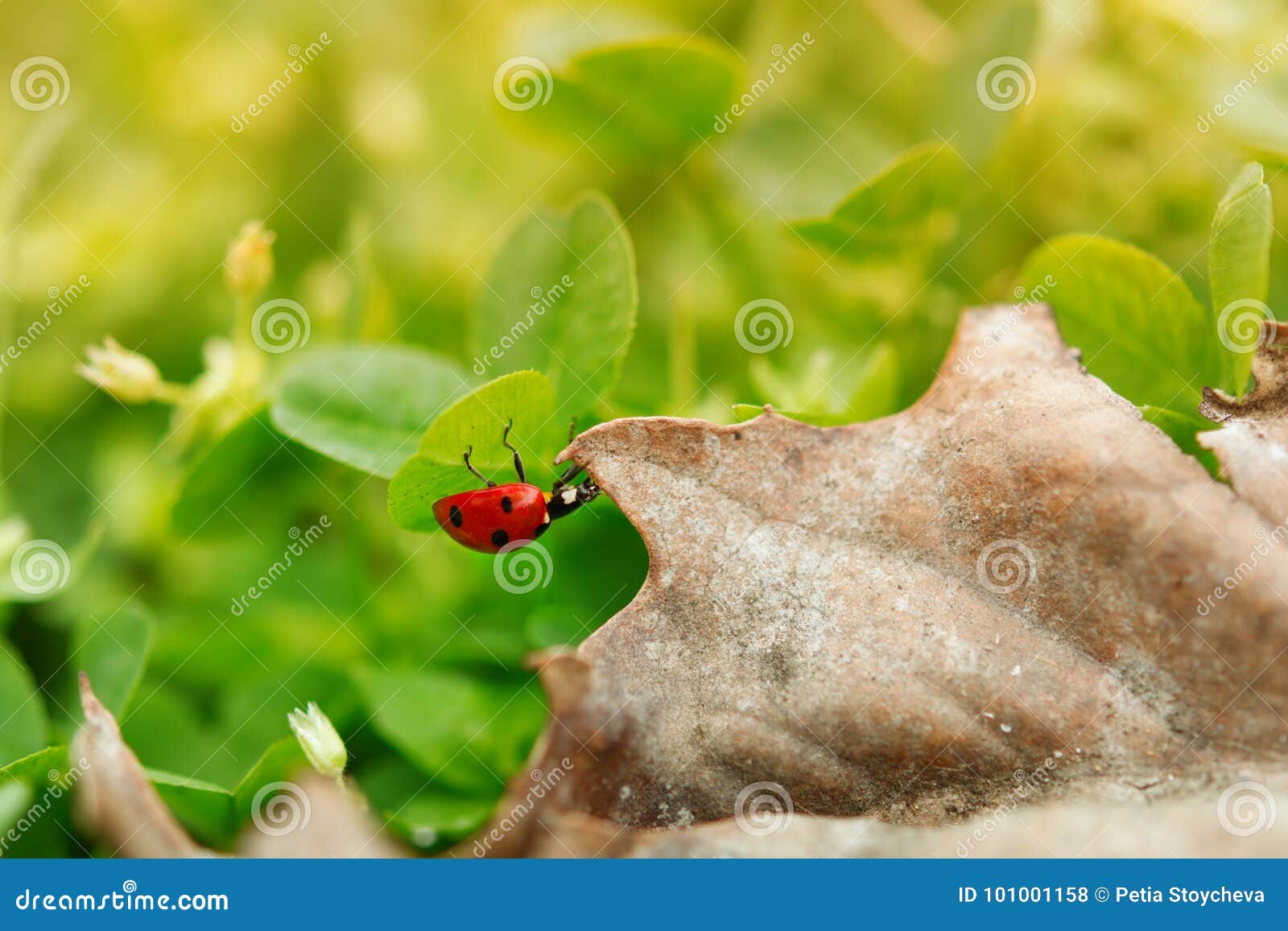 Ladybird Closeup on a Leaf. Stock Photo - Image of close, field: 101001158