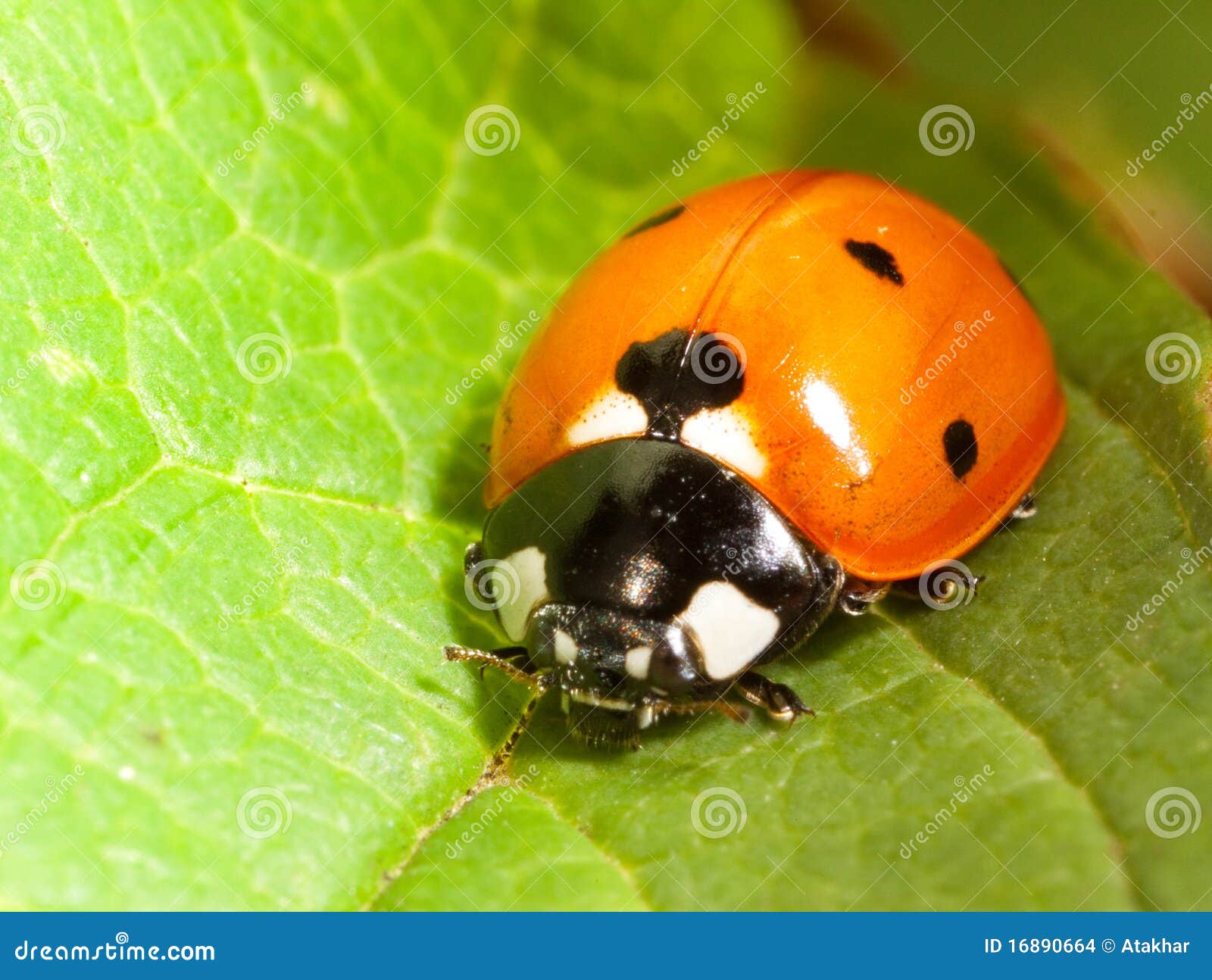Ladybird closeup on leaf stock photo. Image of flora - 16890664