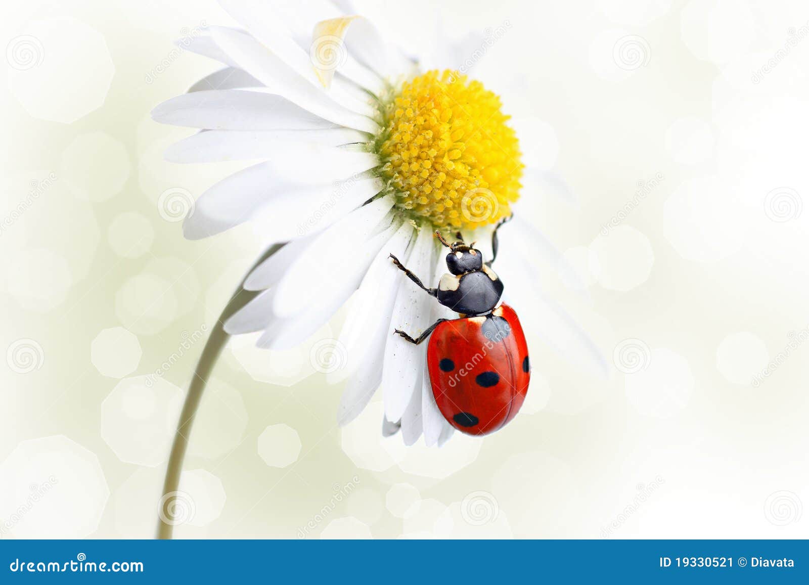 Ladybird on daisy flower stock image. Image of wildlife - 19330521