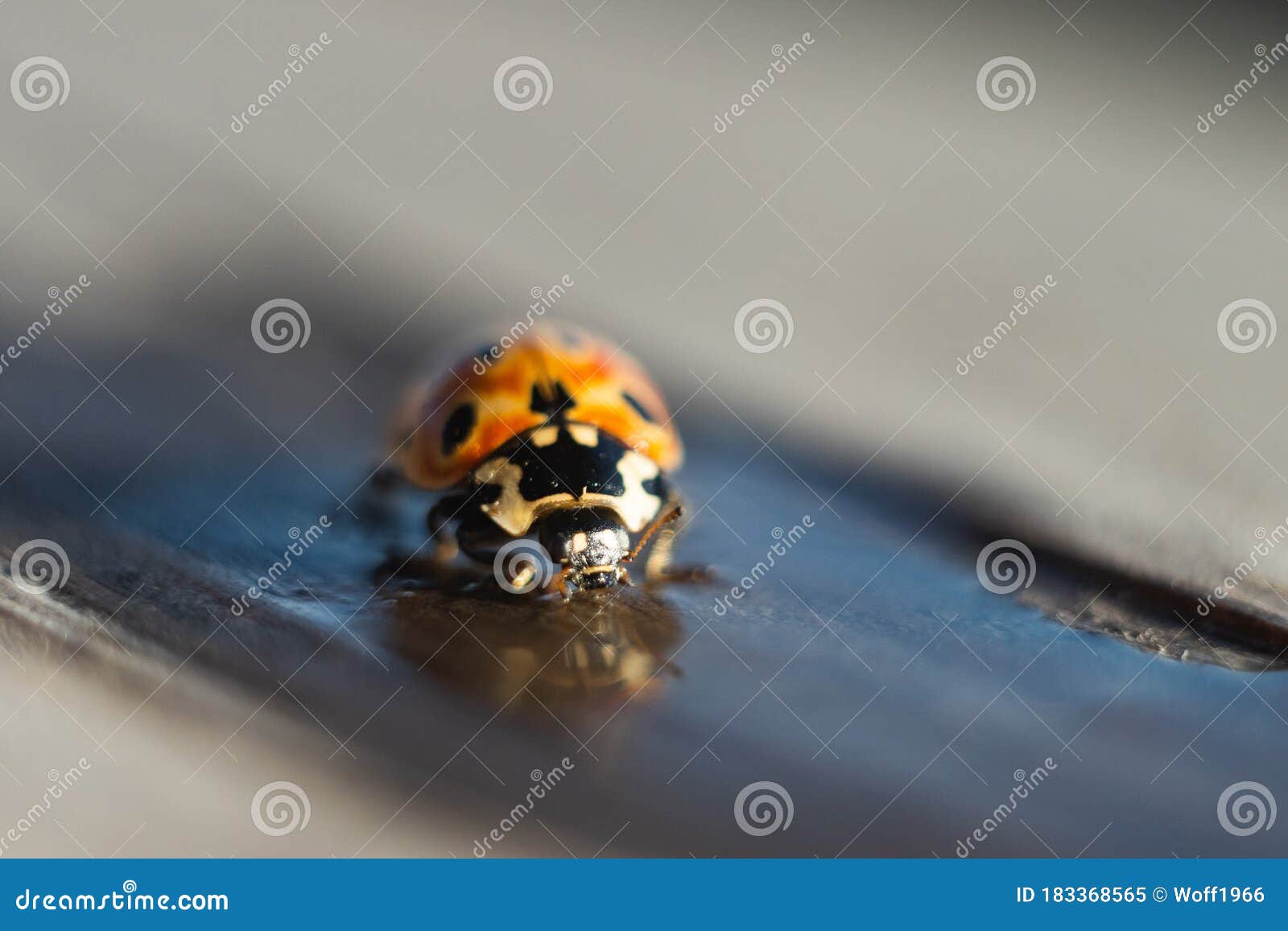 Ladybird Drinks Water. Macro Photography Stock Image - Image of insect ...