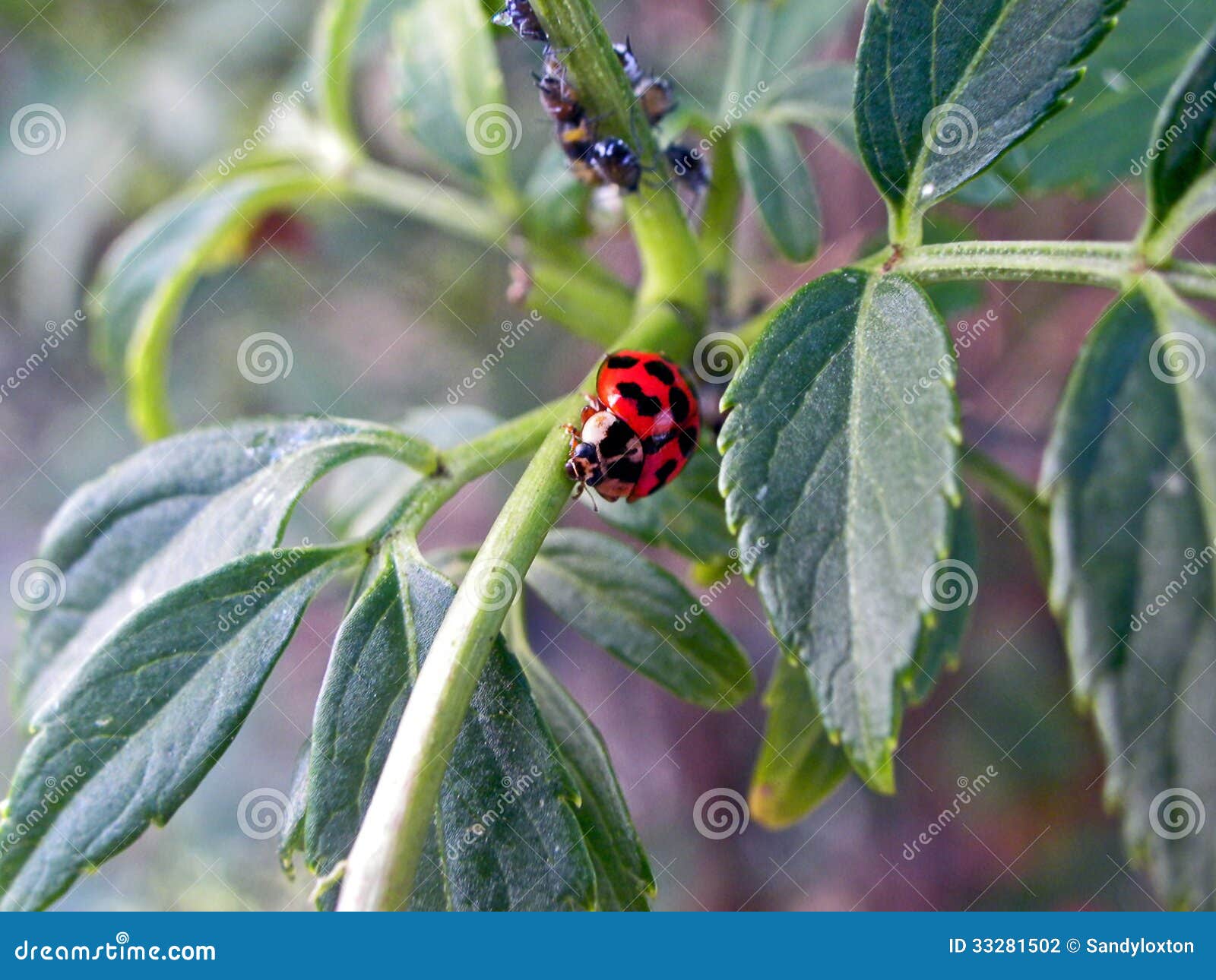 Ladybird eating Aphids stock photo. Image of beetle, elderberry - 33281502