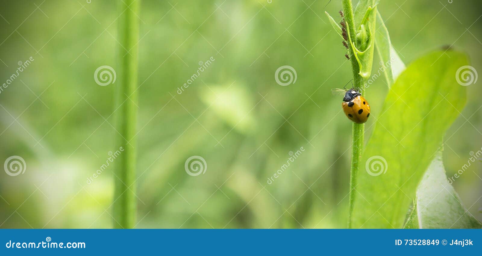 Ladybird eating stock image. Image of wildness, beautiful - 73528849