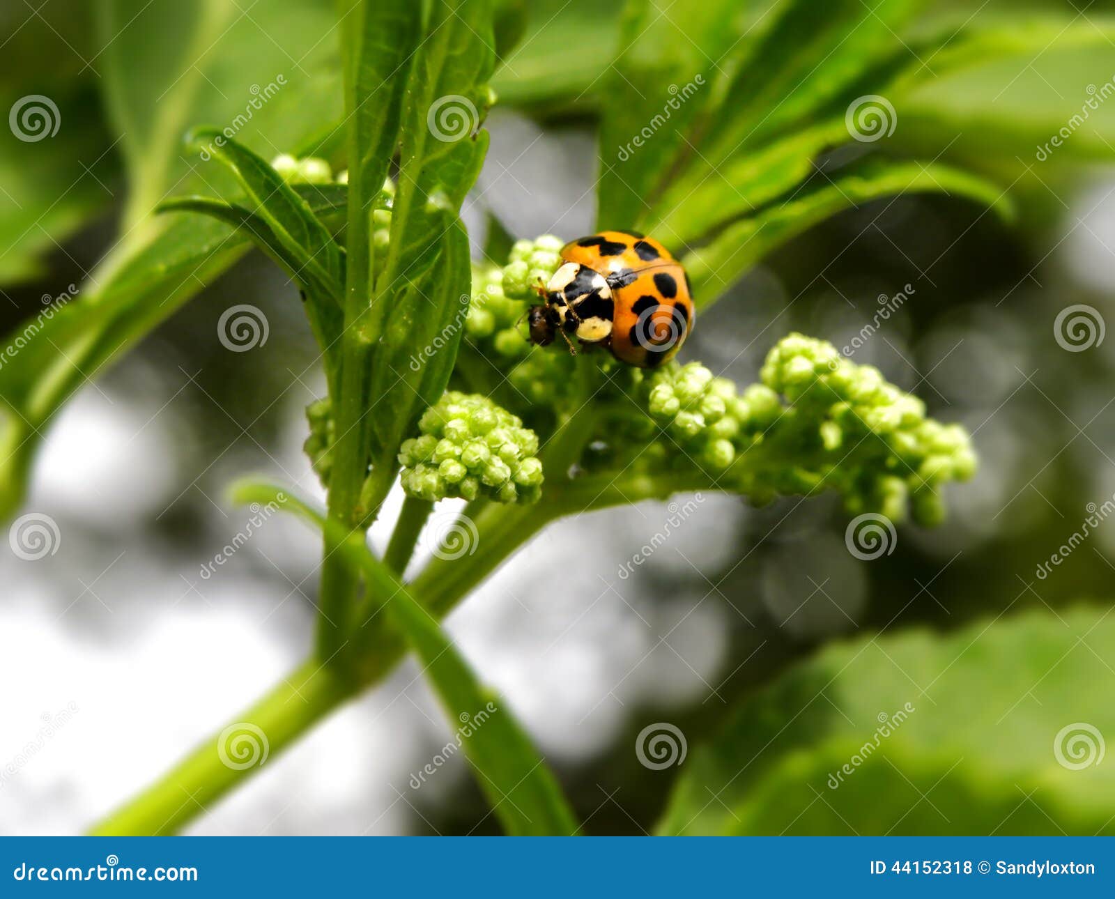 Ladybird eating stock photo. Image of beetle, south, trees - 44152318