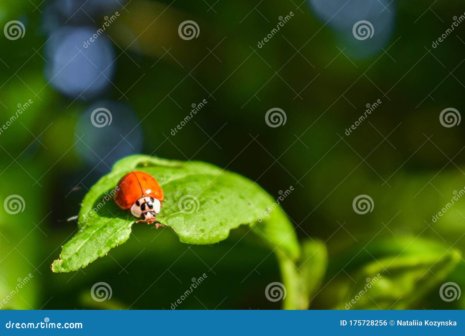 Ladybird Eating a Green Leaf of a Tree in the Rays of the Setting Sun ...