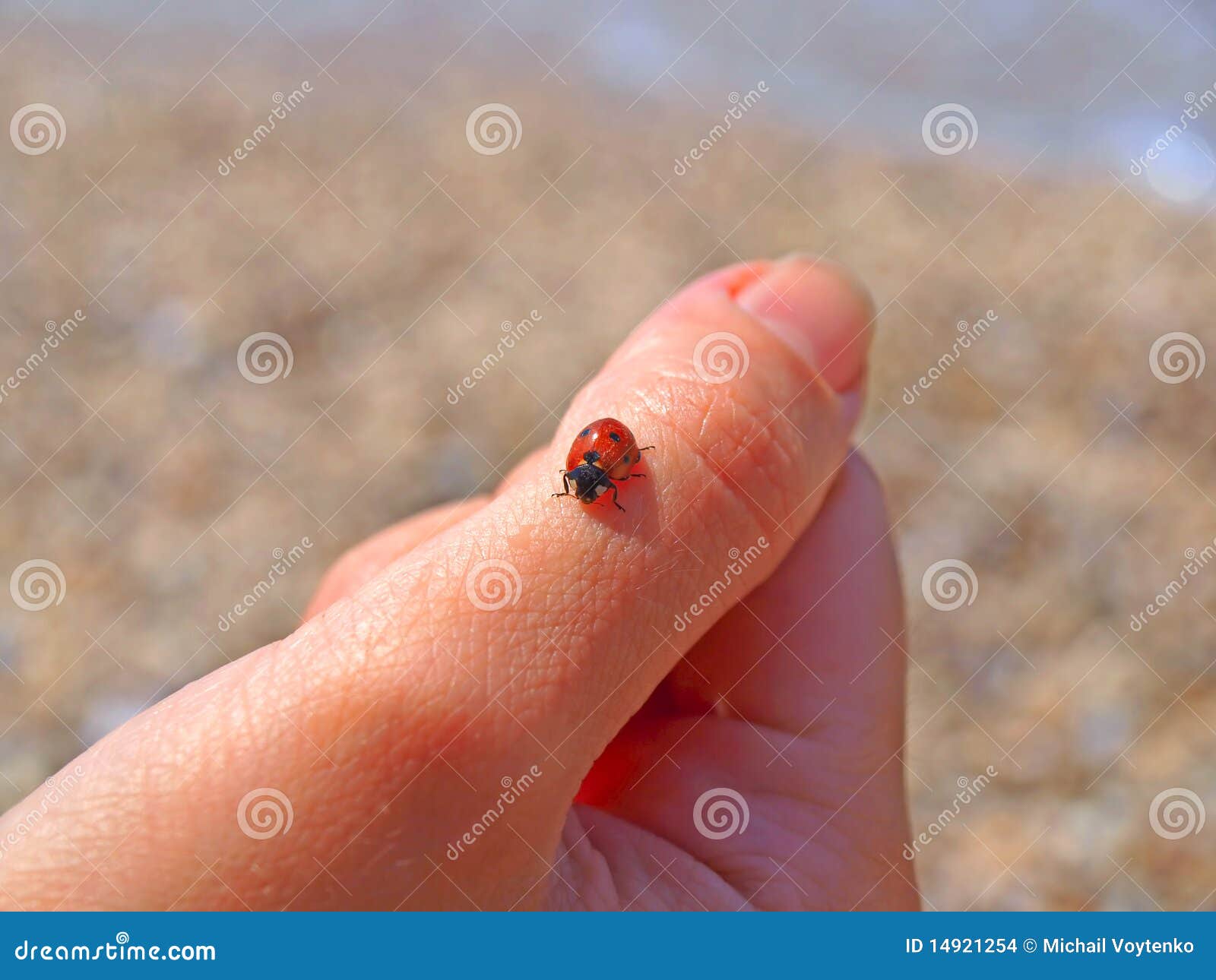 Ladybird on the finger stock photo. Image of ladybird - 14921254