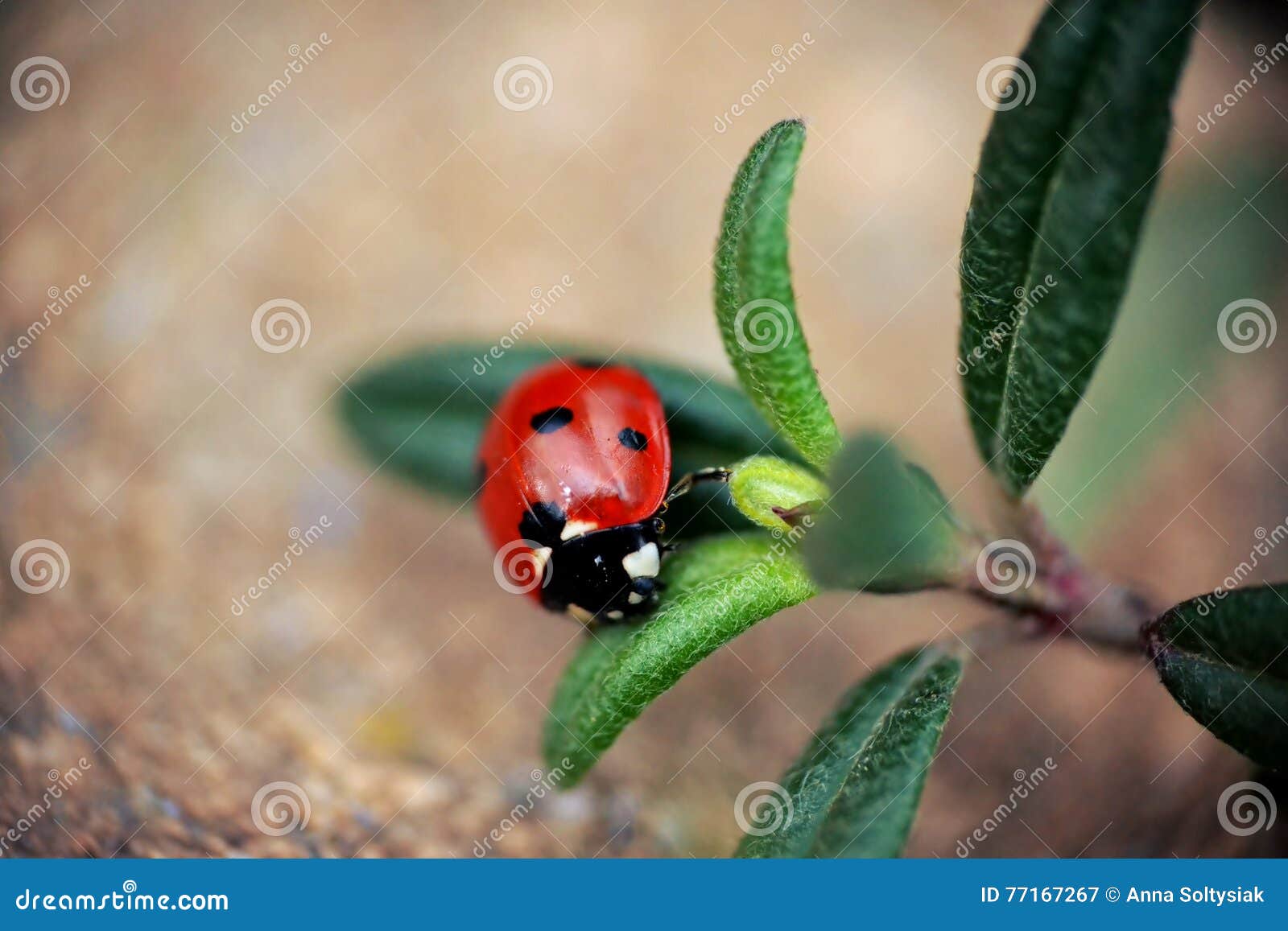 Ladybird stock image. Image of cute, spring, flower, ladybird - 77167267