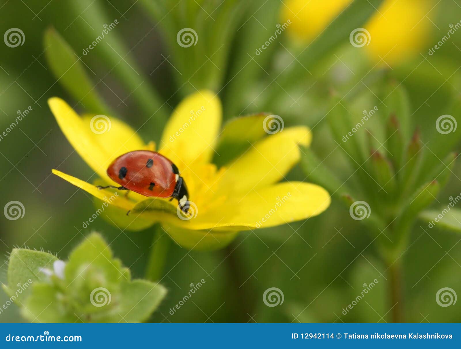 Ladybird on flower stock photo. Image of ladybird, ladybug - 12942114