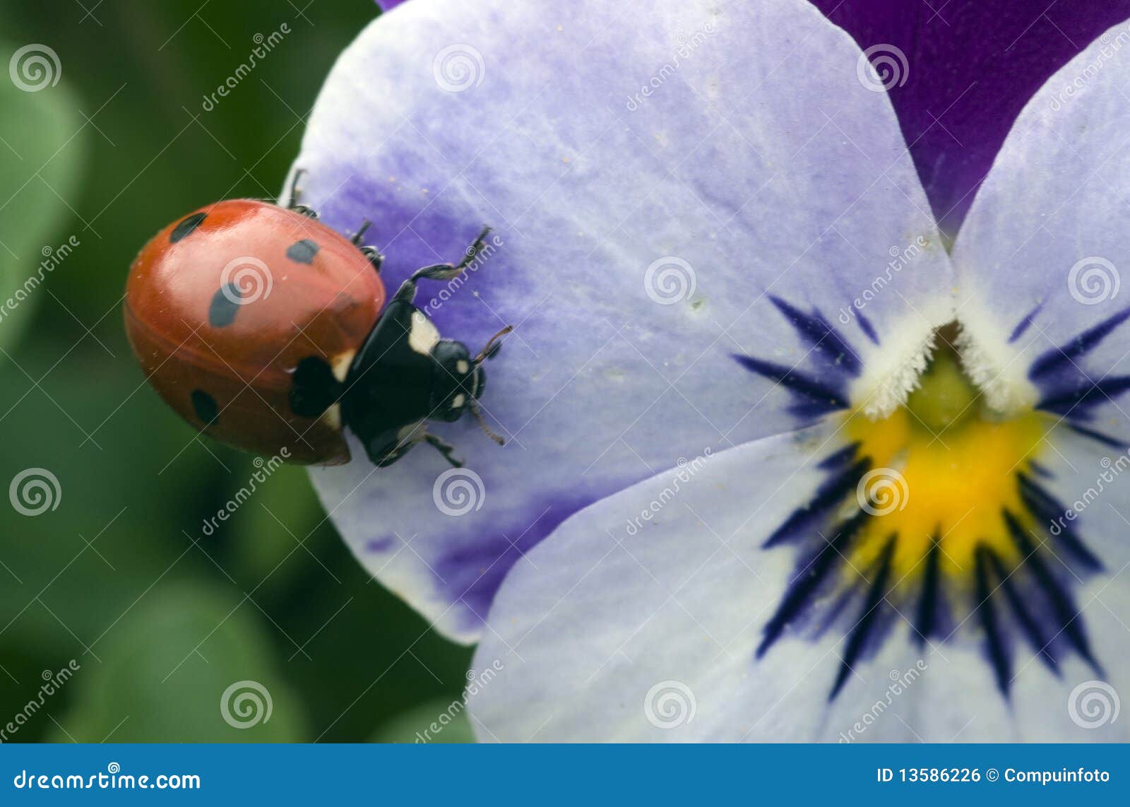 Ladybird on flower stock photo. Image of ladybird, yellow - 13586226