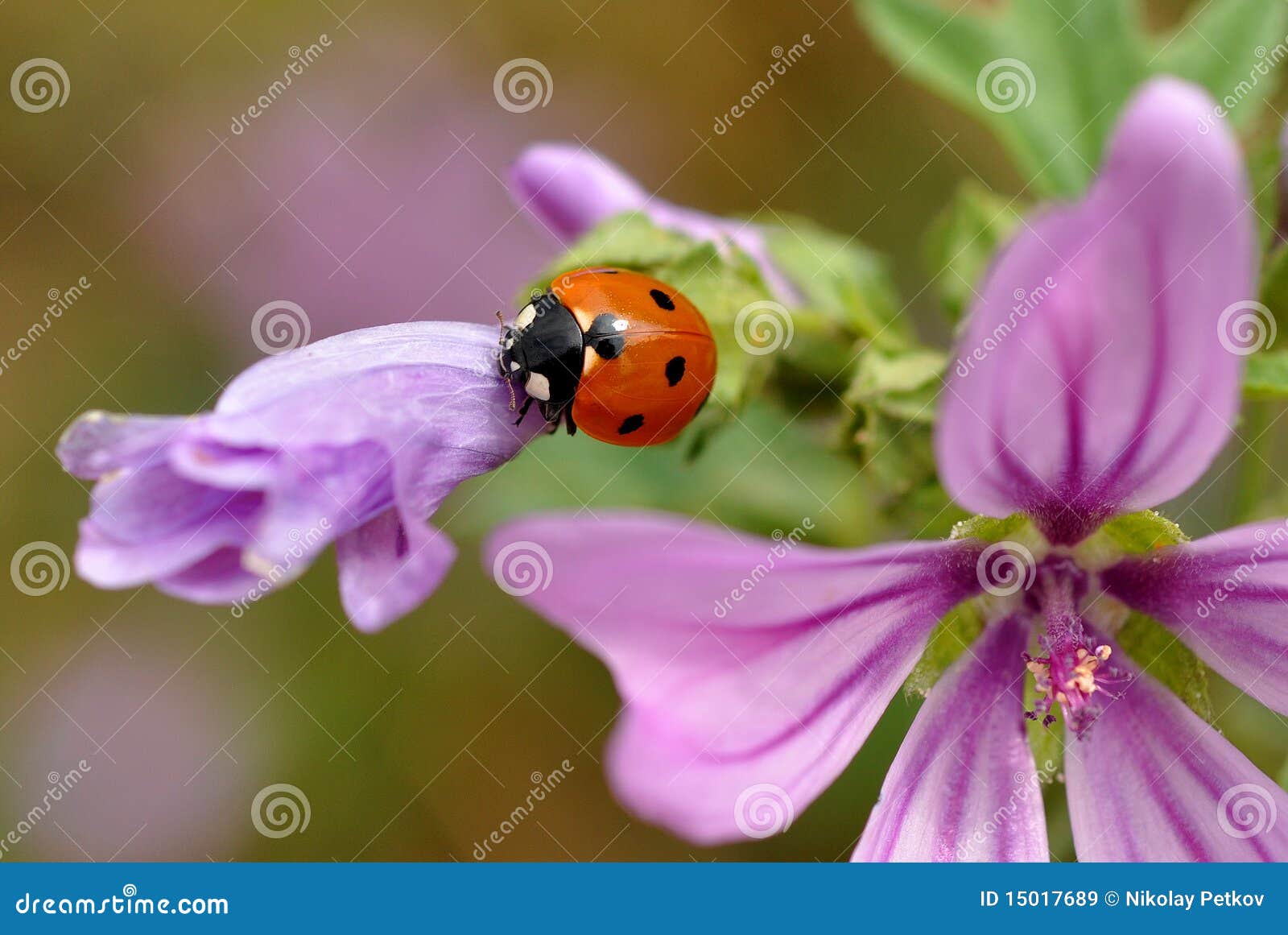Ladybird on flower stock image. Image of color, black - 15017689