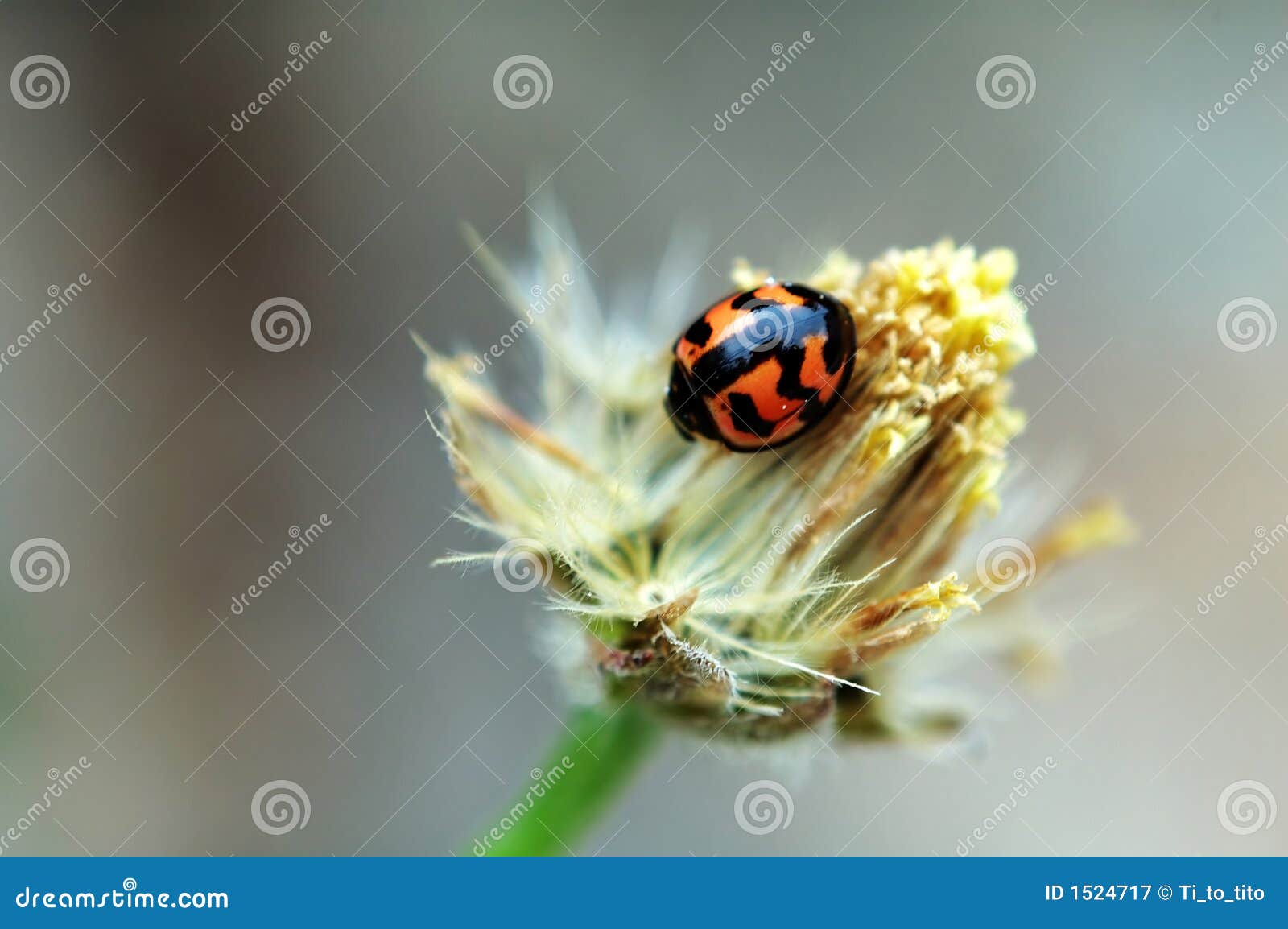 Ladybird on flower stock image. Image of biology, wallpaper - 1524717