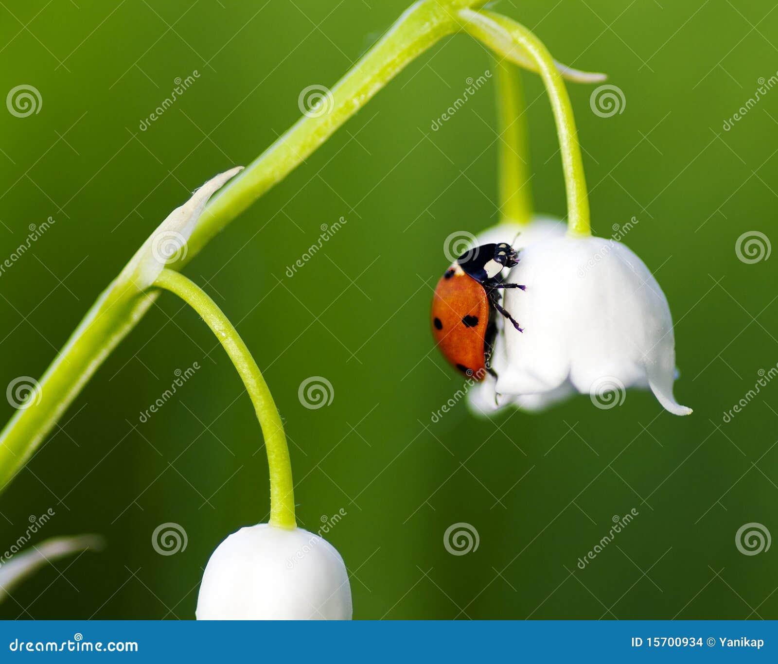 Ladybird on a flower stock photo. Image of foliage, environmental ...