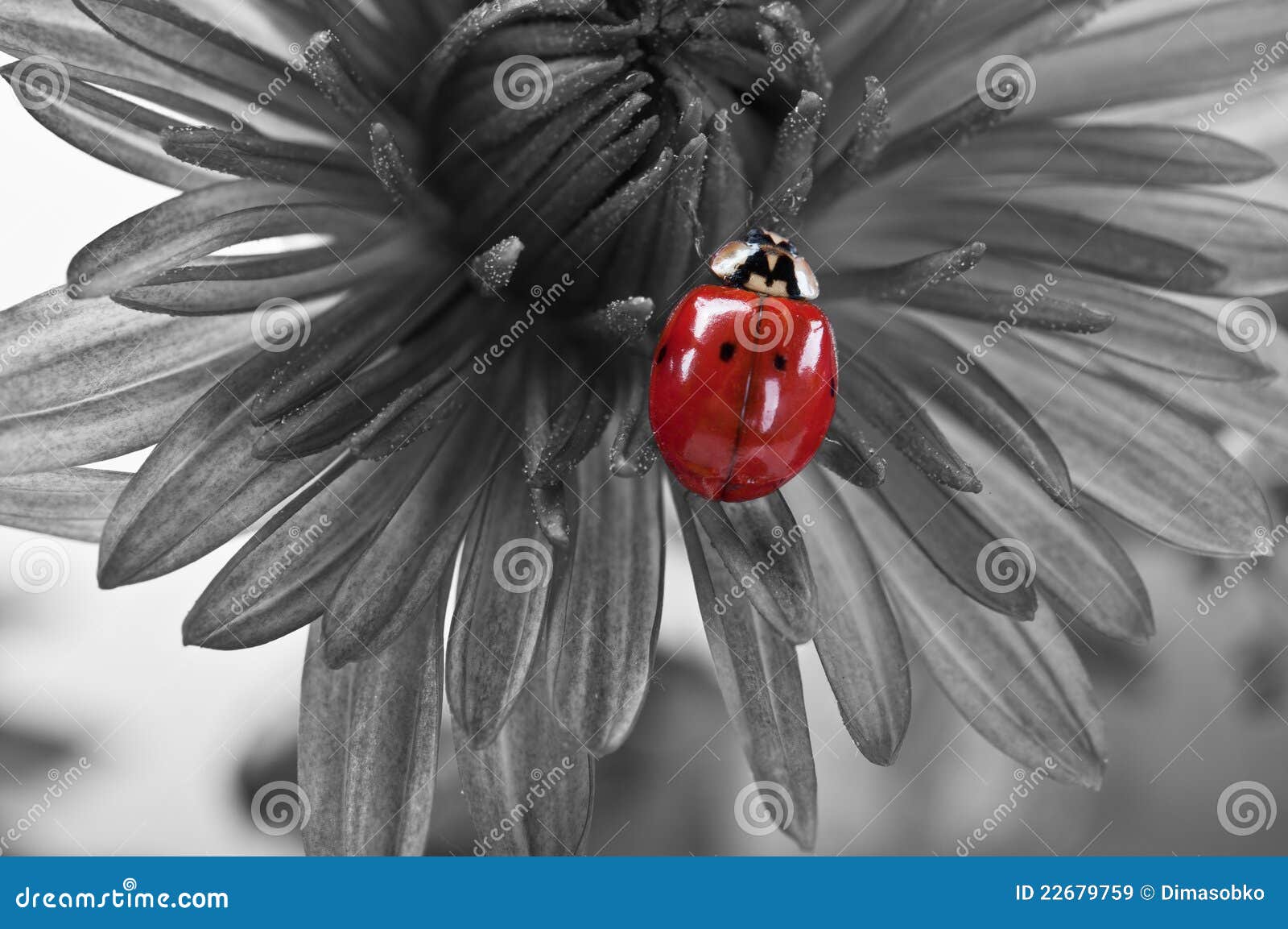 Ladybird on the flower stock image. Image of plant, nature - 22679759