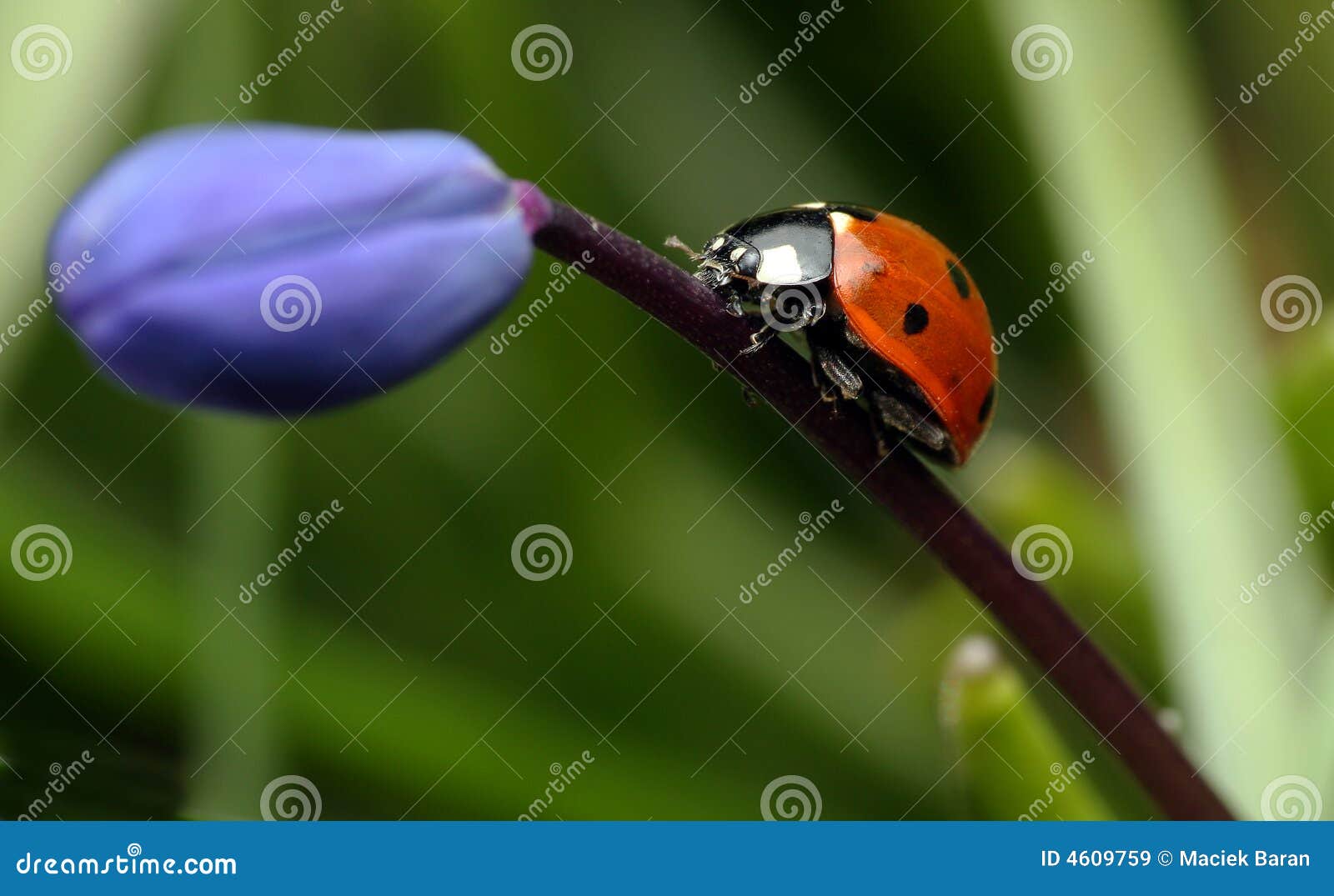 Ladybird on flower stock image. Image of beetle, ladybugs - 4609759