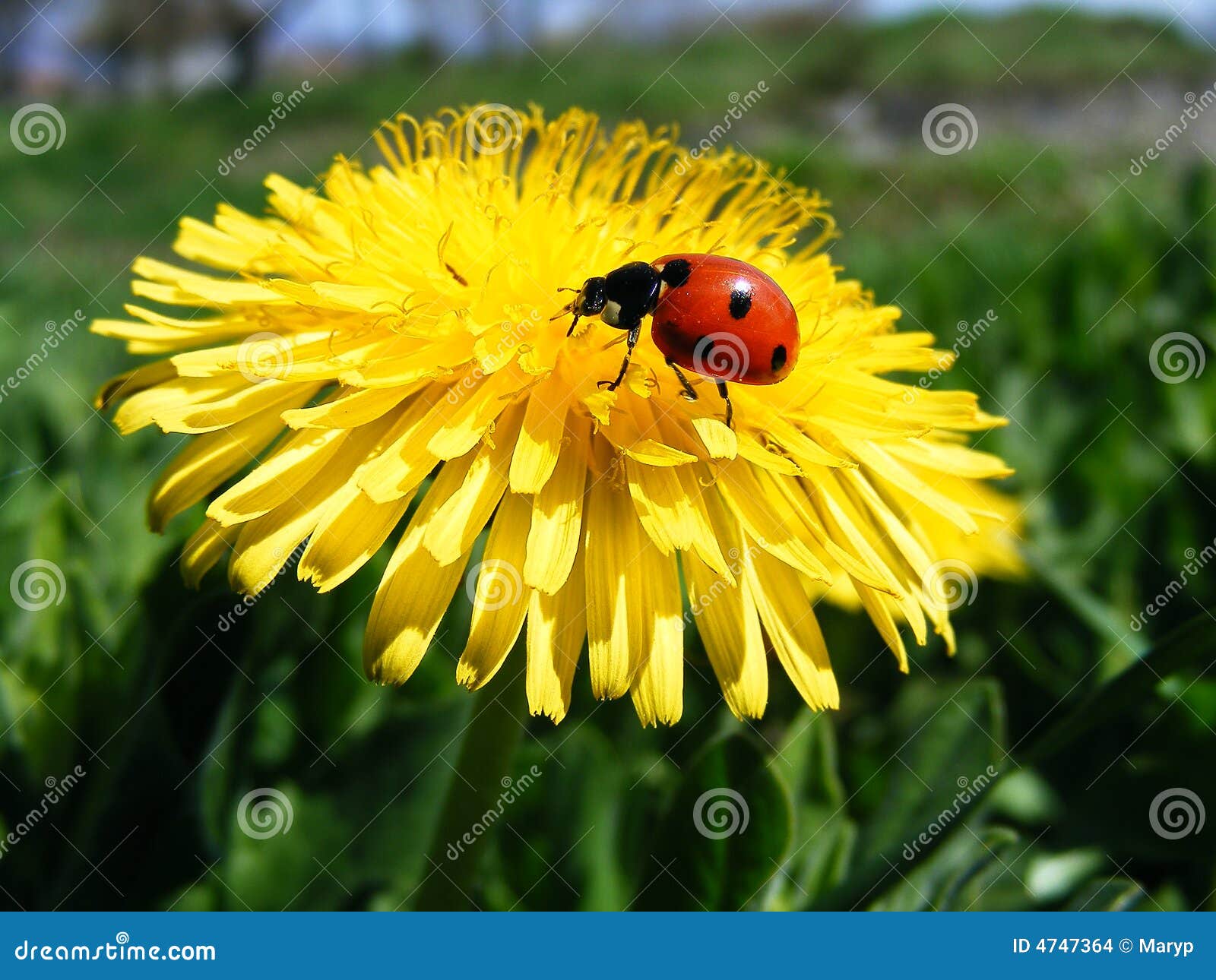 Ladybird on flower. stock photo. Image of flower, cloud - 4747364