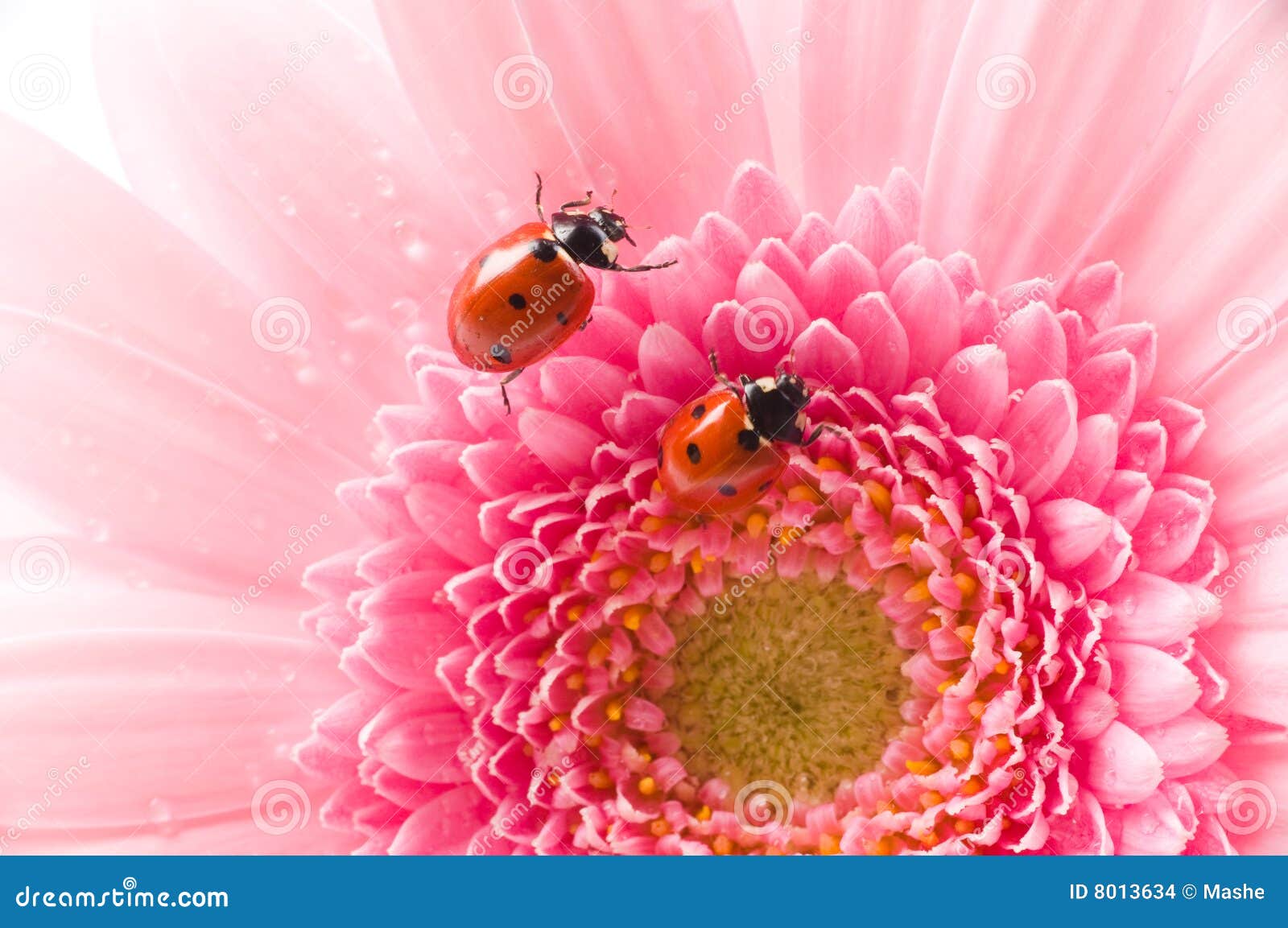Ladybird on flower stock photo. Image of black, beauty - 8013634