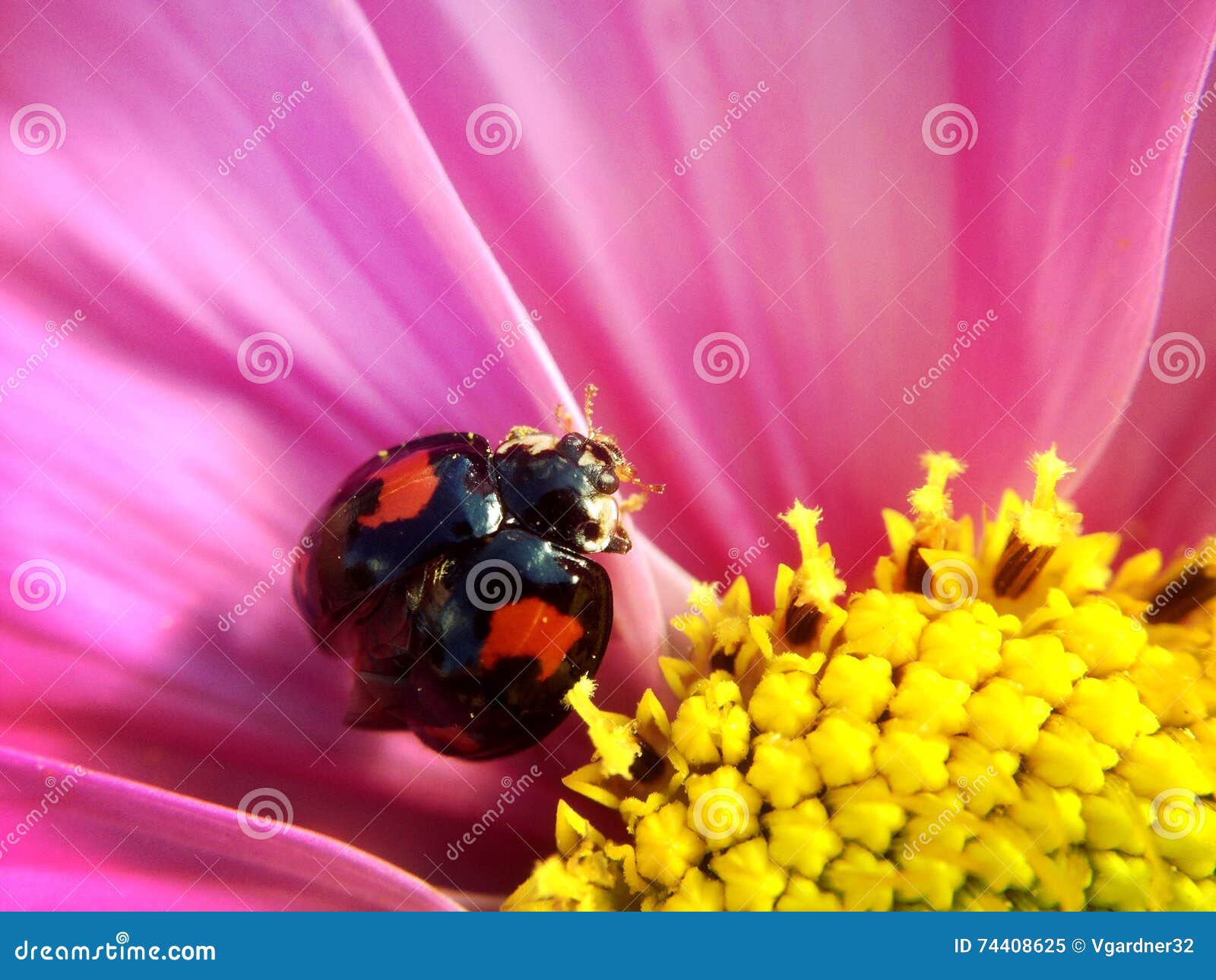 Ladybird on a flower stock image. Image of ladybug, nature - 74408625