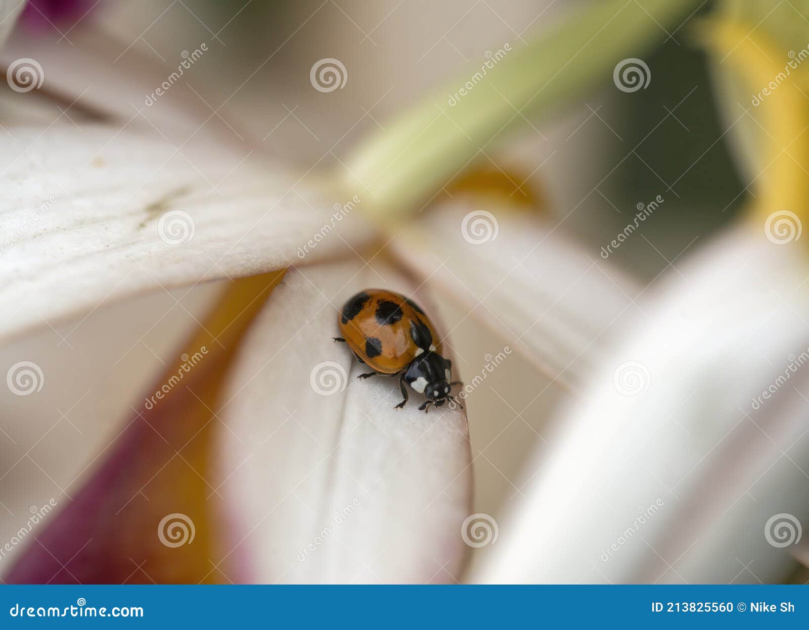 Ladybird on a flower stock photo. Image of ladybird - 213825560