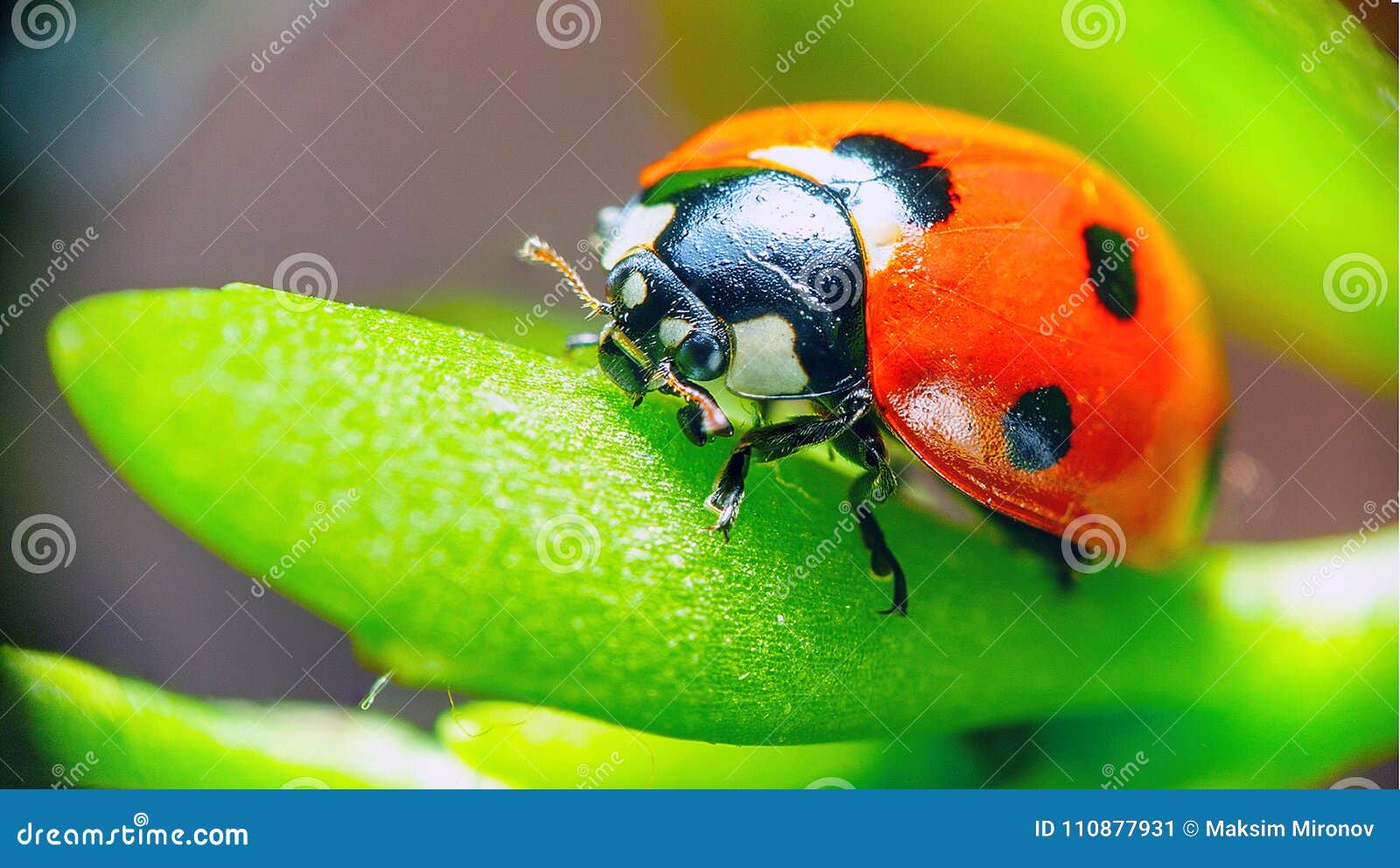 Ladybird on a flower leaf stock image. Image of animal - 110877931