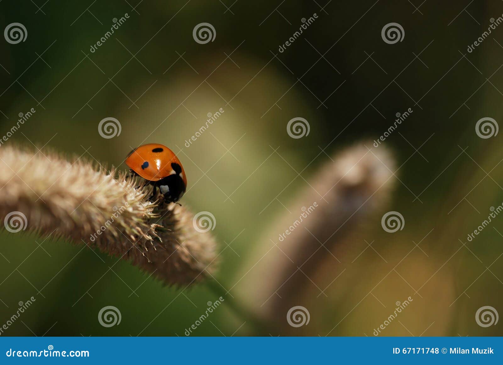 Ladybird on Grass stock photo. Image of macro, grass - 67171748