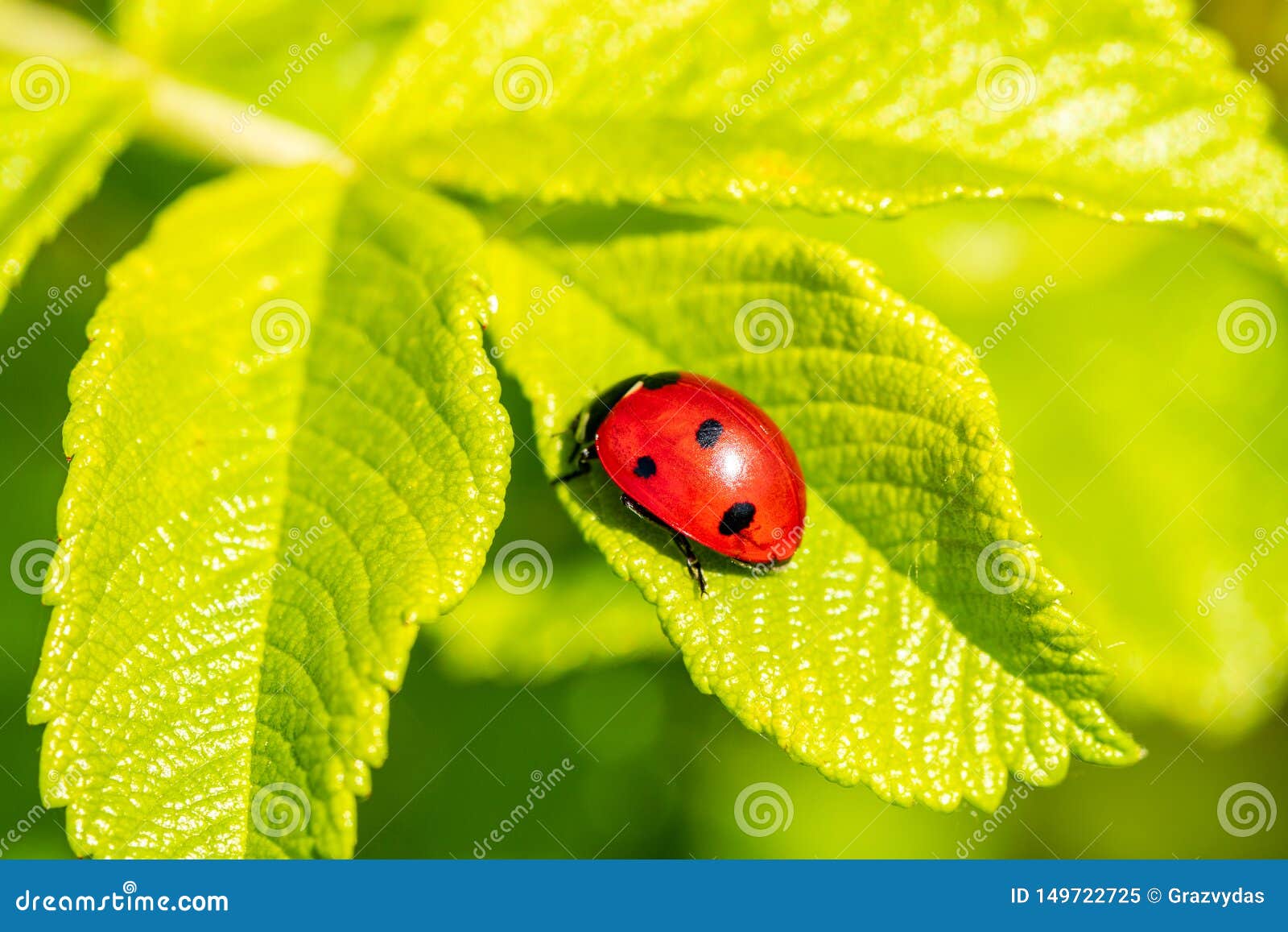 Ladybird on green leaf stock image. Image of foliage - 149722725