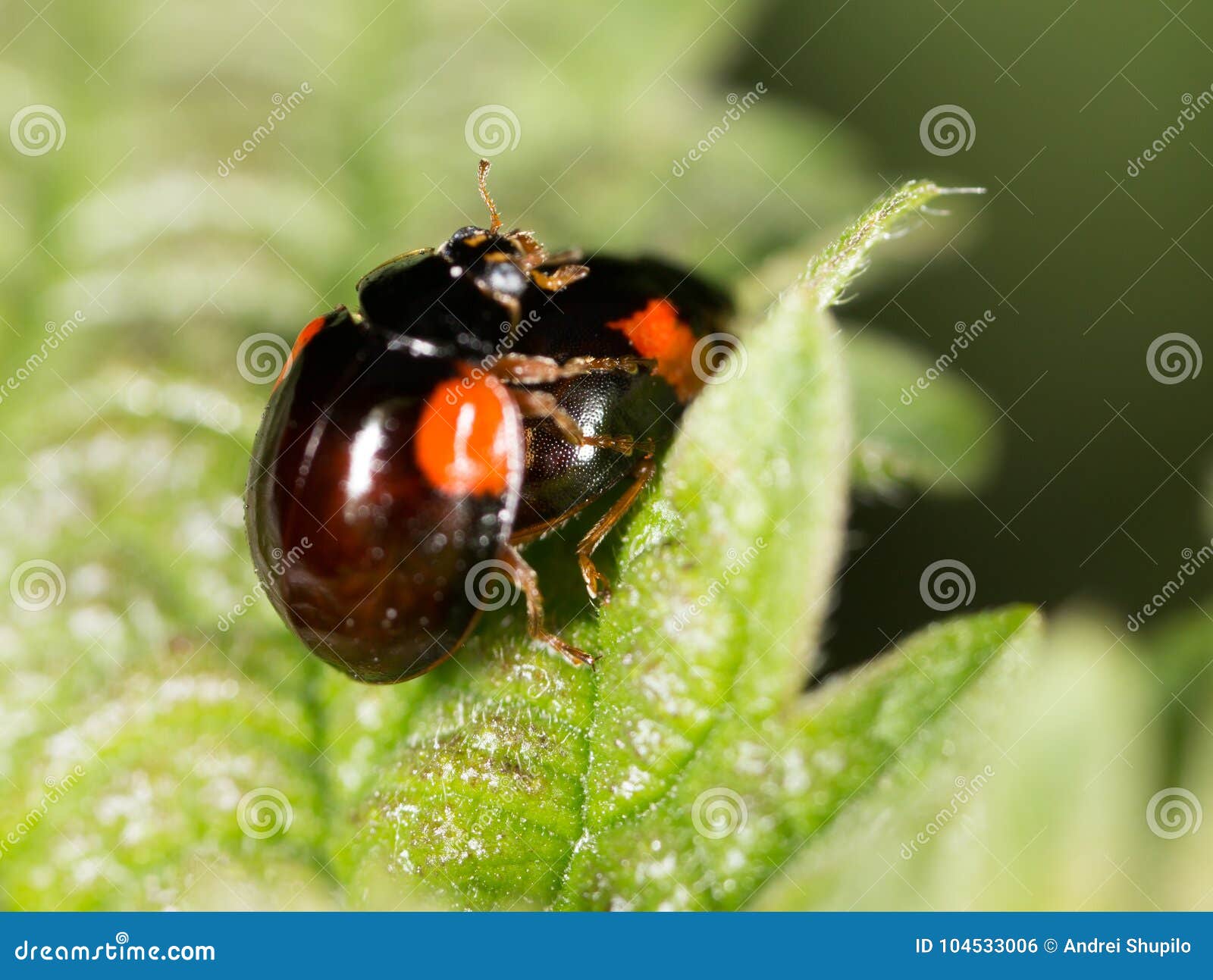 Ladybird on a Green Leaf in Nature Stock Photo - Image of biology ...