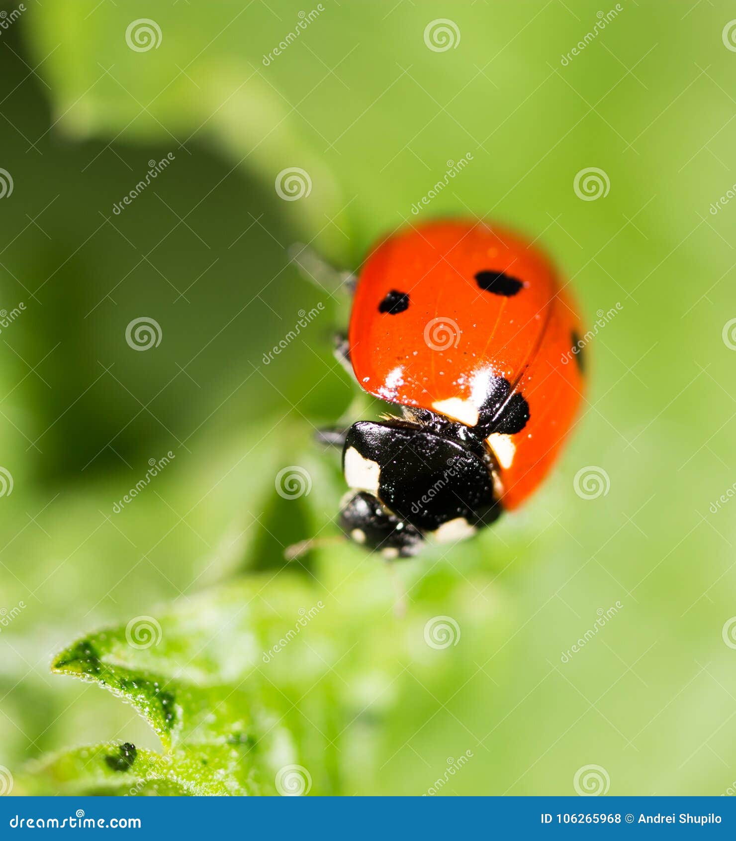 Ladybird on a Green Leaf in Nature Stock Photo - Image of spring ...