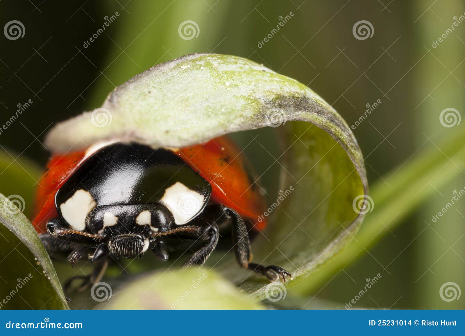 Ladybird Hiding Under a Leaf Stock Photo - Image of hide, ladybeetle ...