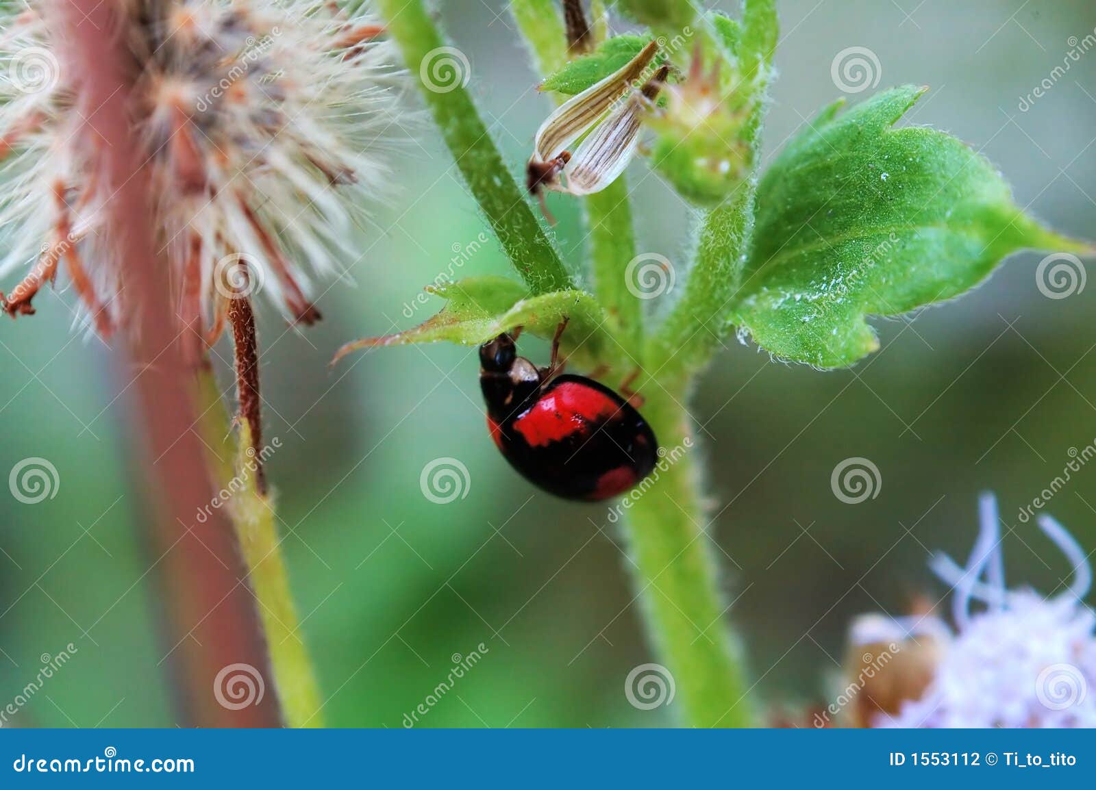 Ladybird Hiding Under a Small Leaf Stock Photo - Image of spring ...