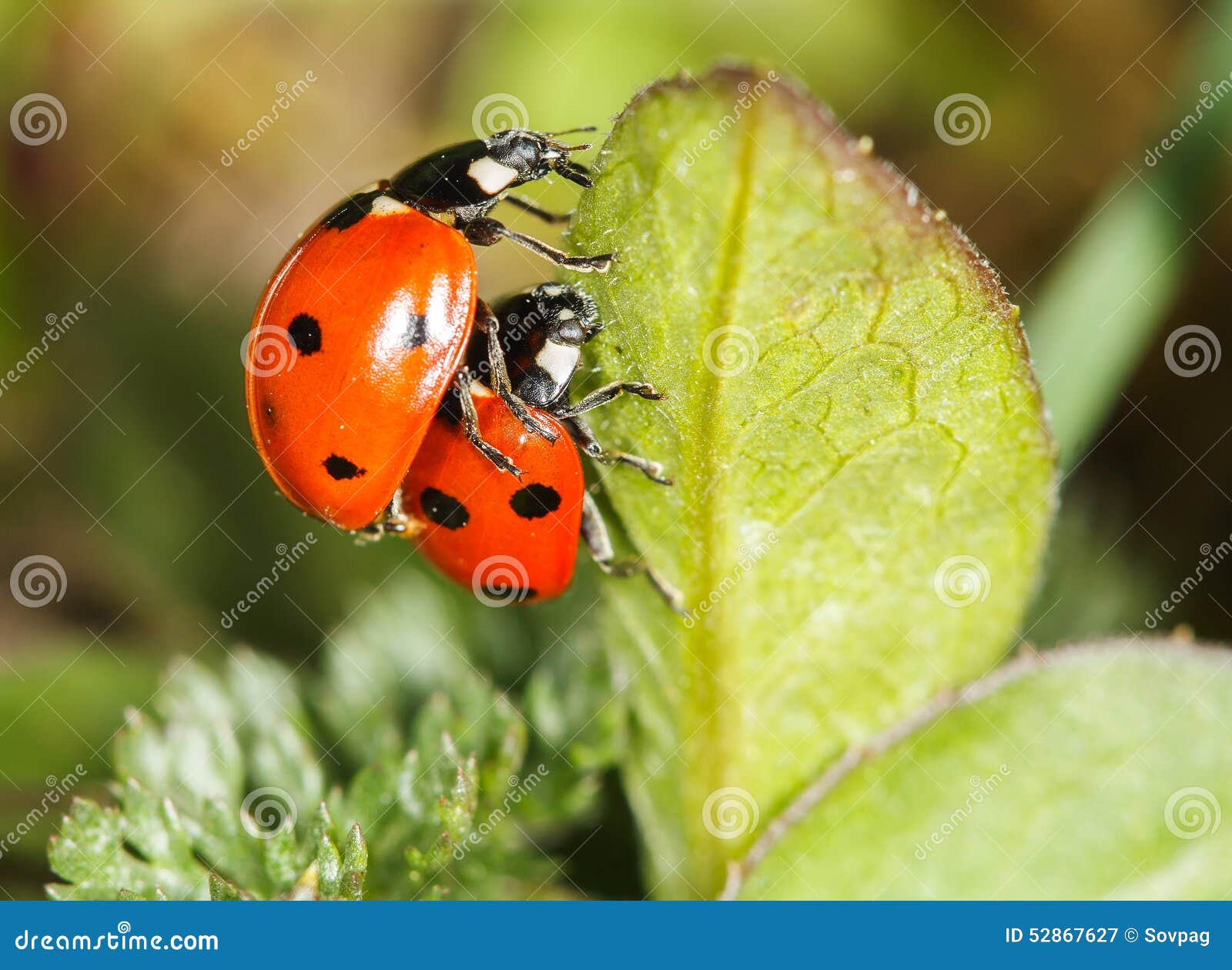 Ladybird Insects Pair Mating Stock Image - Image of beauty, insect ...