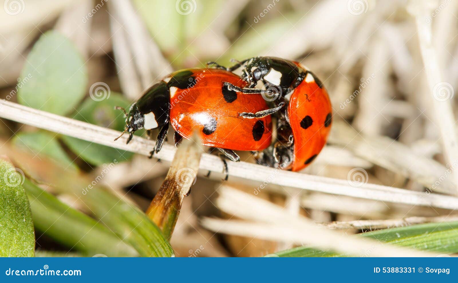 Pair Of Mating Clipper Butterflies On A Leaf Royalty-Free Stock Image ...