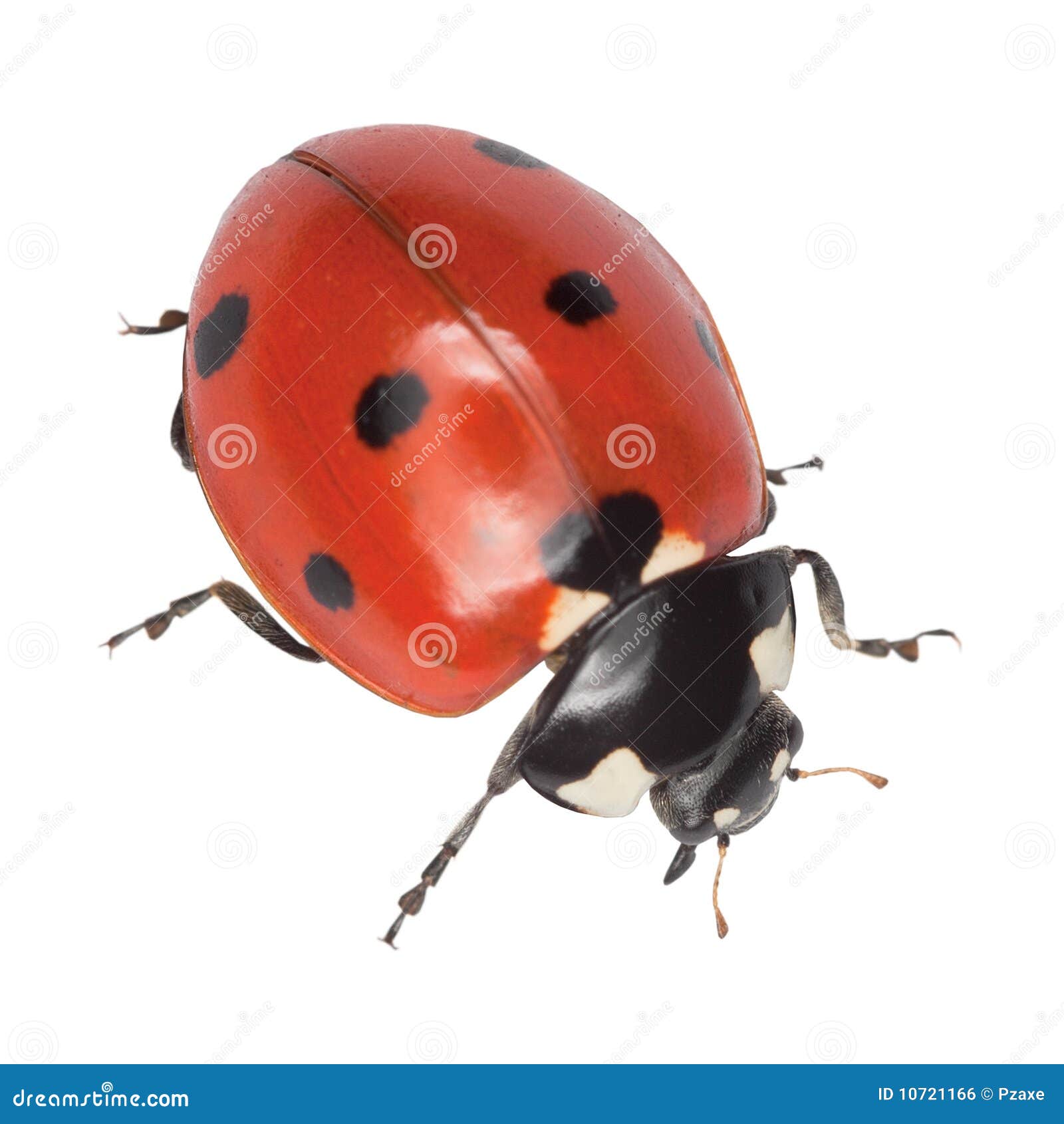 Ladybird Isolated on a White Background Stock Photo - Image of small ...