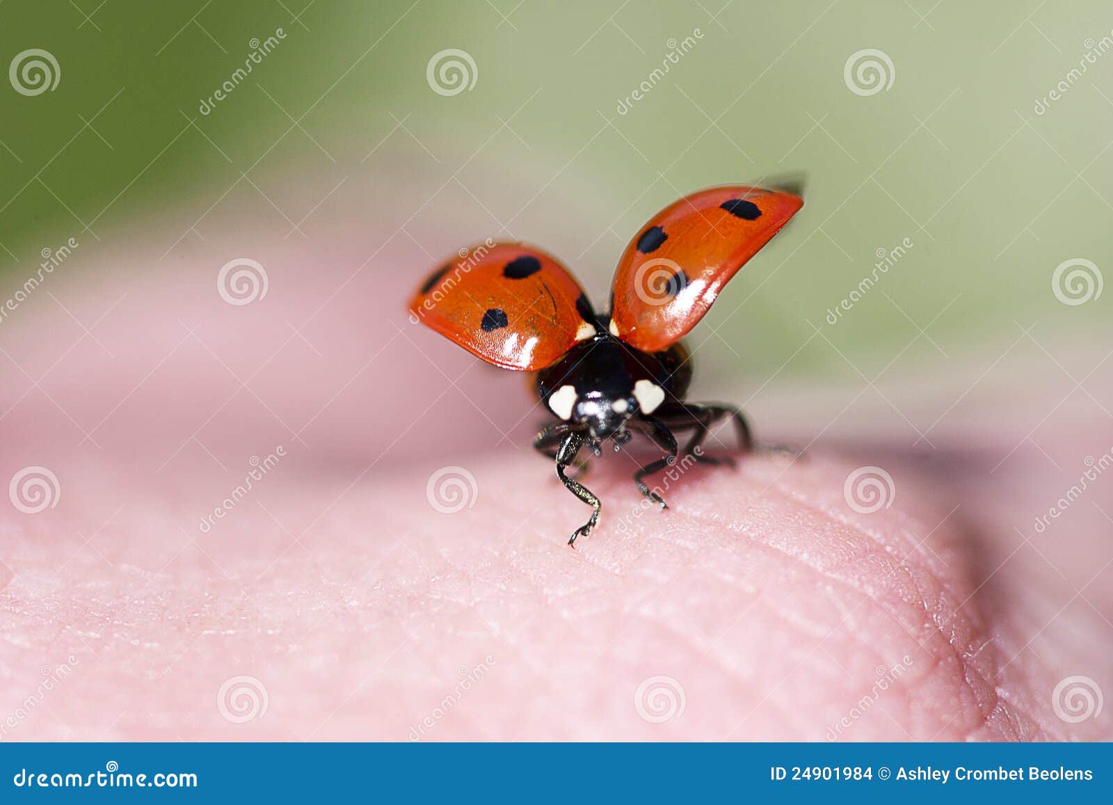 Ladybird, Ladybird Fly Away Home Stock Photo - Image of flying, black ...