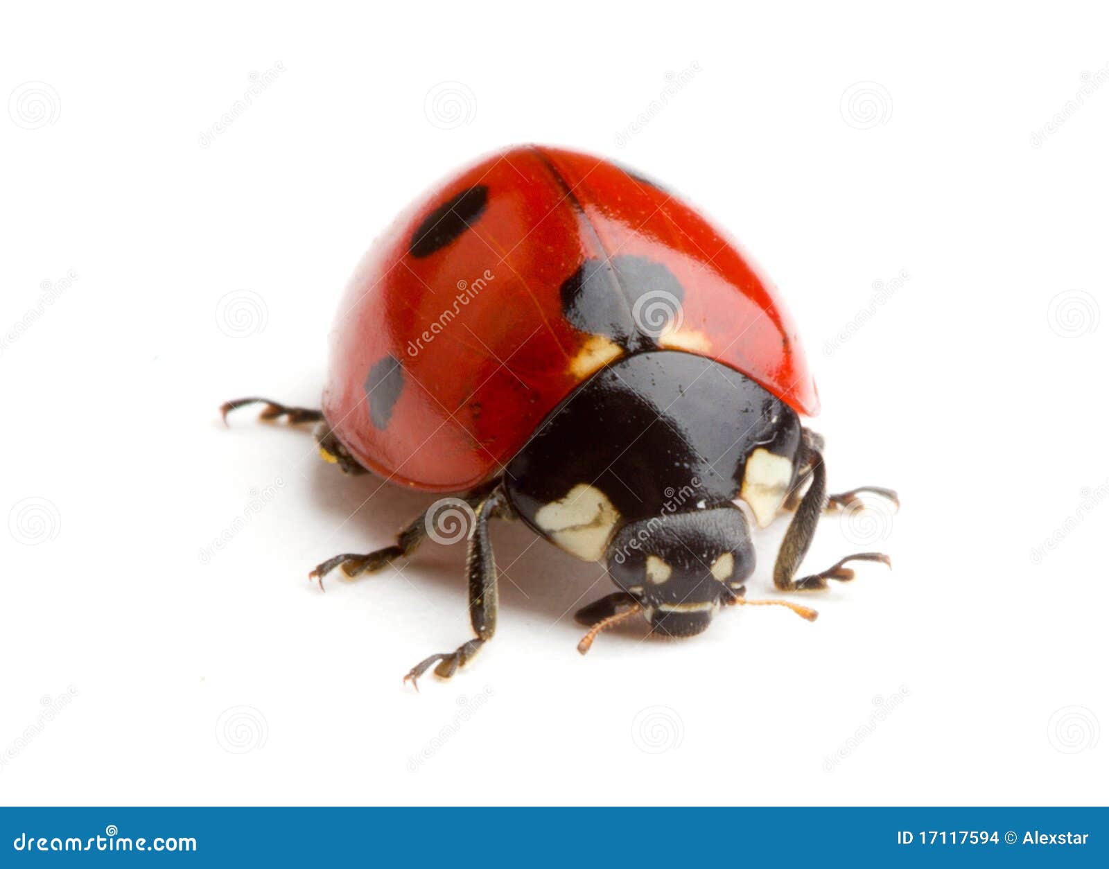 Ladybird or ladybug stock photo. Image of closeup, ladybird - 17117594