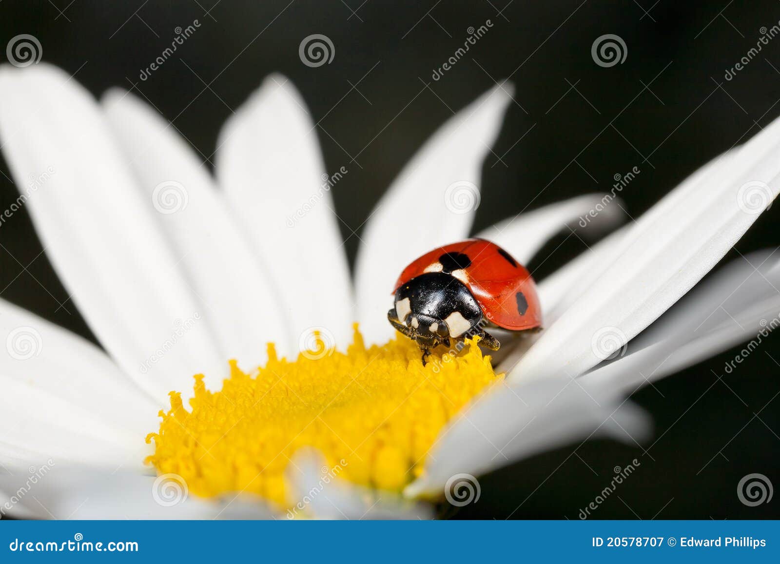 Ladybird or Ladybug Beetle stock image. Image of ladybird - 20578707