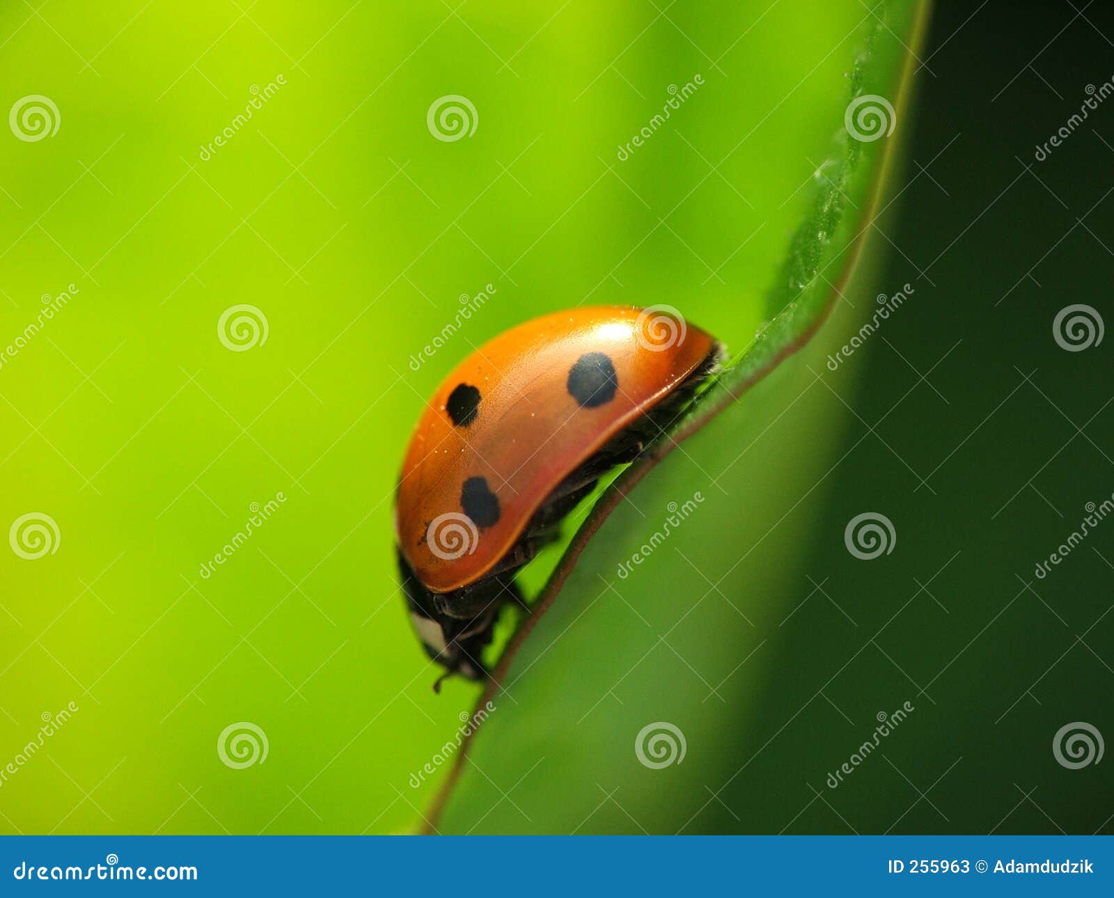 Ladybird Ladybug Ladybirds Ladybugs Insects Insect Red Spots Creatures ...