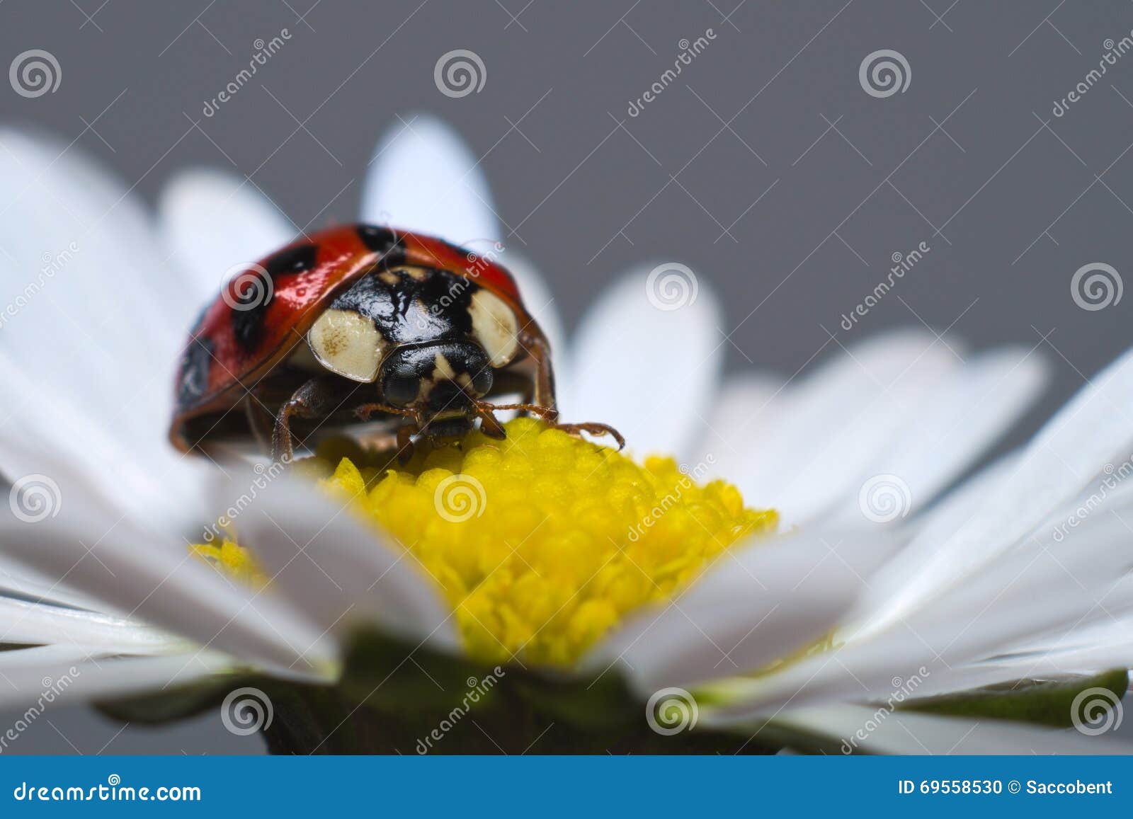 Ladybird or Ladybug on a Daisy Stock Photo - Image of detail, macro ...