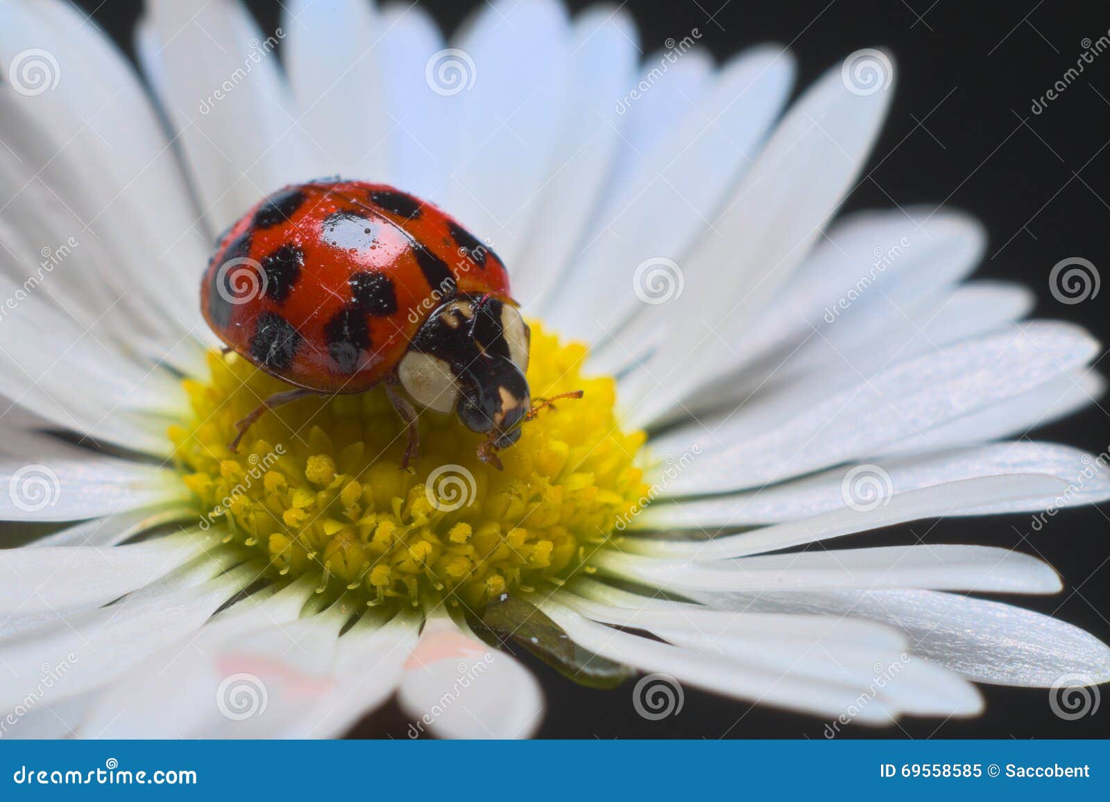 Ladybird or Ladybug on a Daisy Stock Image - Image of small, insect ...