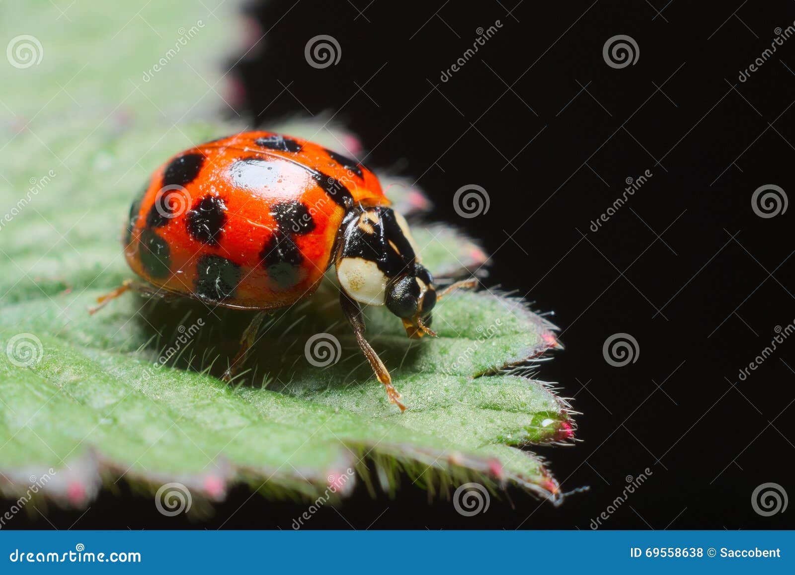 Ladybird or Ladybug on a Leaf Stock Photo - Image of beetle, macro ...