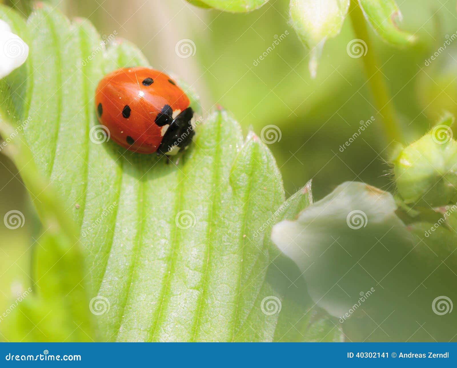 Ladybird stock image. Image of rural, macro, romance - 40302141