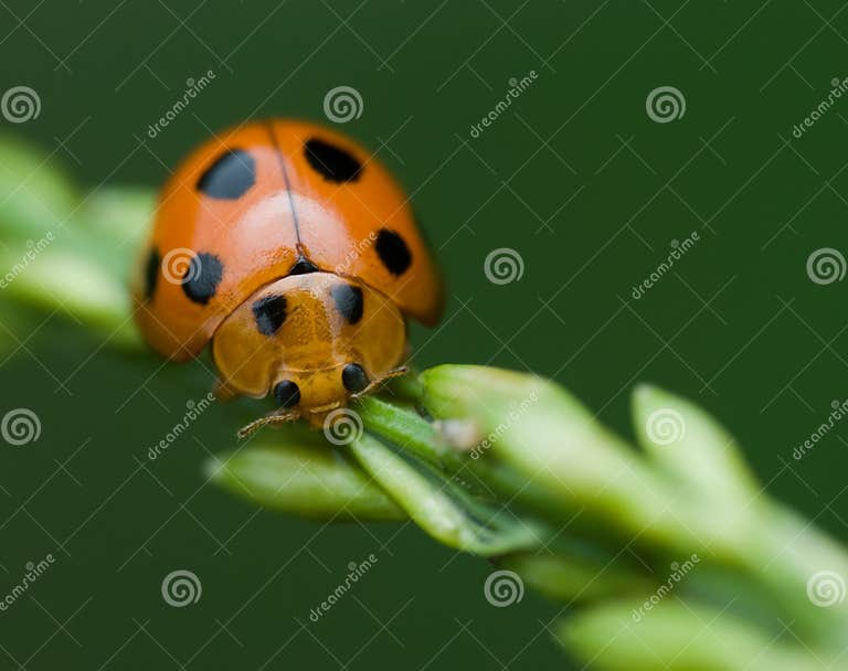 Ladybird/Ladybug macro stock image. Image of green, ladybug - 4532041